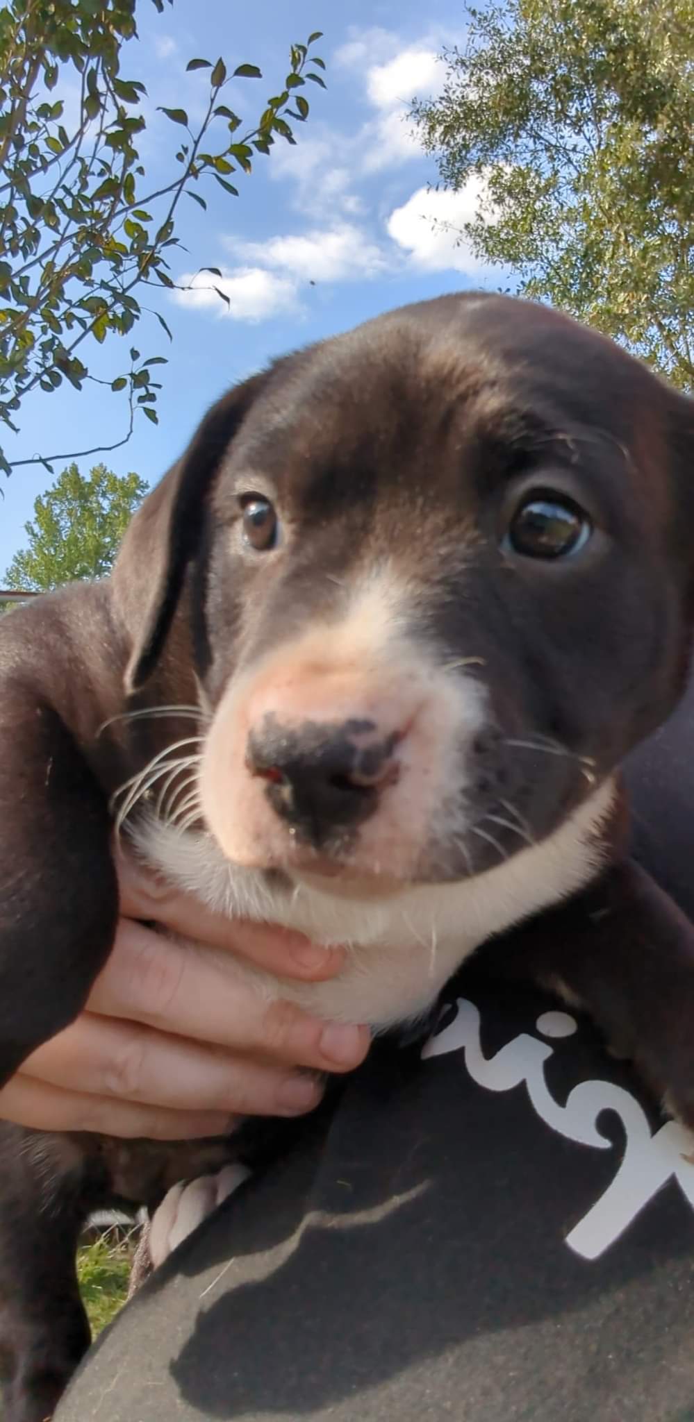 Dog for Adoption - Cami, a American Staffordshire Terrier in Johnston County, NC | Alpha Paw