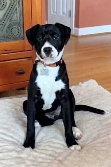 Dog for Adoption - Cami, a American Staffordshire Terrier in Johnston County, NC | Alpha Paw