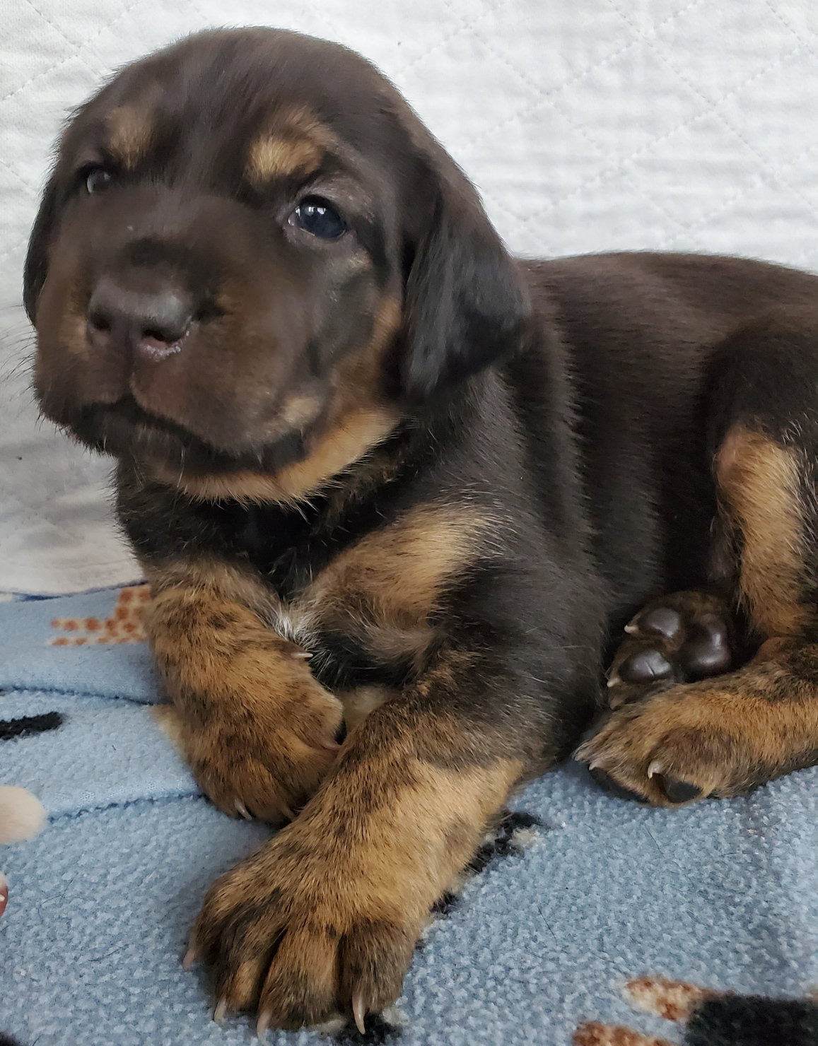 Dog for Adoption - Bobbi - Happy Hound Litter, a Hound in Fuquay Varina ...