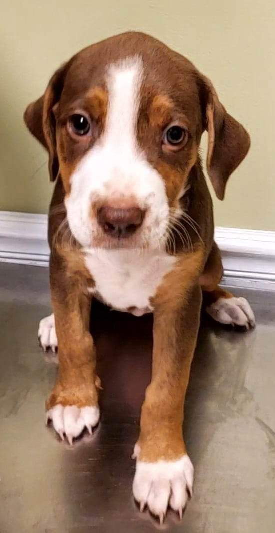 Dog for Adoption - Marsha - Happy Hound Litter, a Hound in Sanford, NC ...