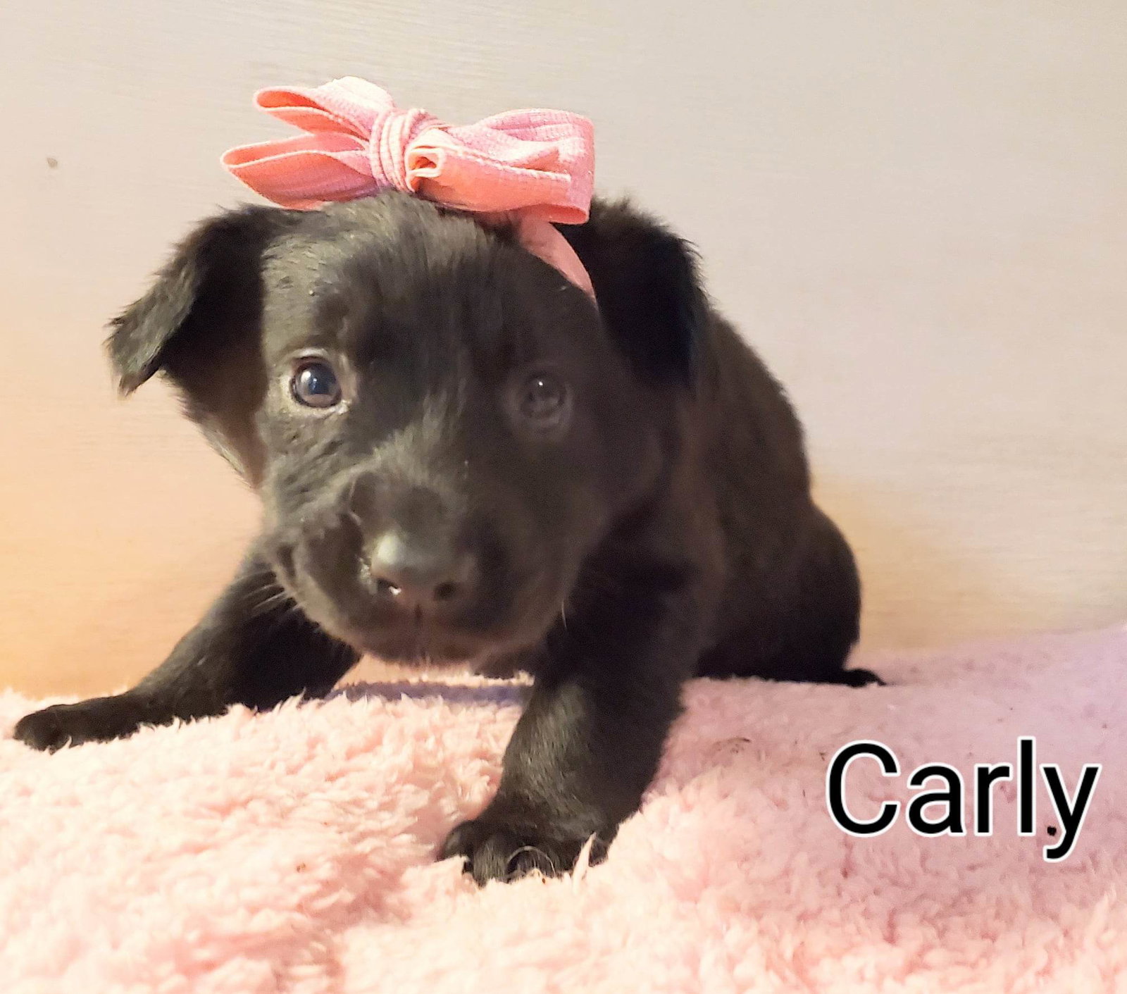Dog for Adoption - Carly Simon - Classic Vinyl Litter, a Labrador ...