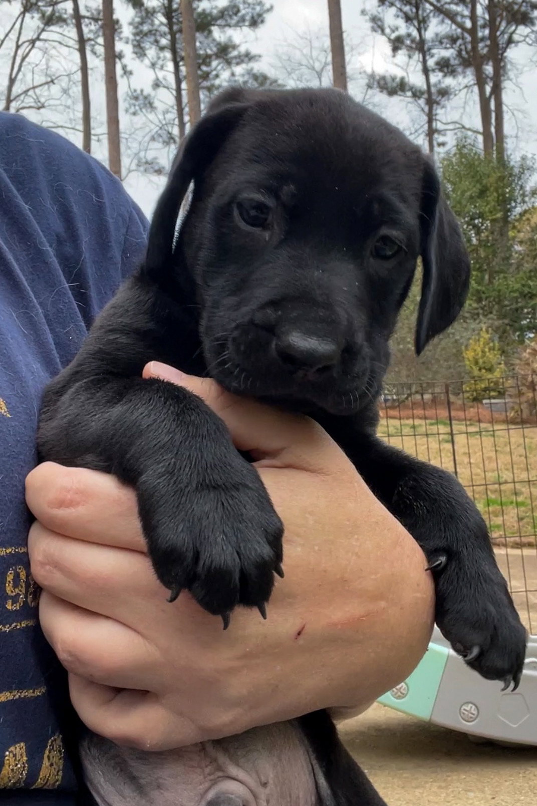 Dog for Adoption - Otto: Violet’s Pup, a Labrador Retriever in ...