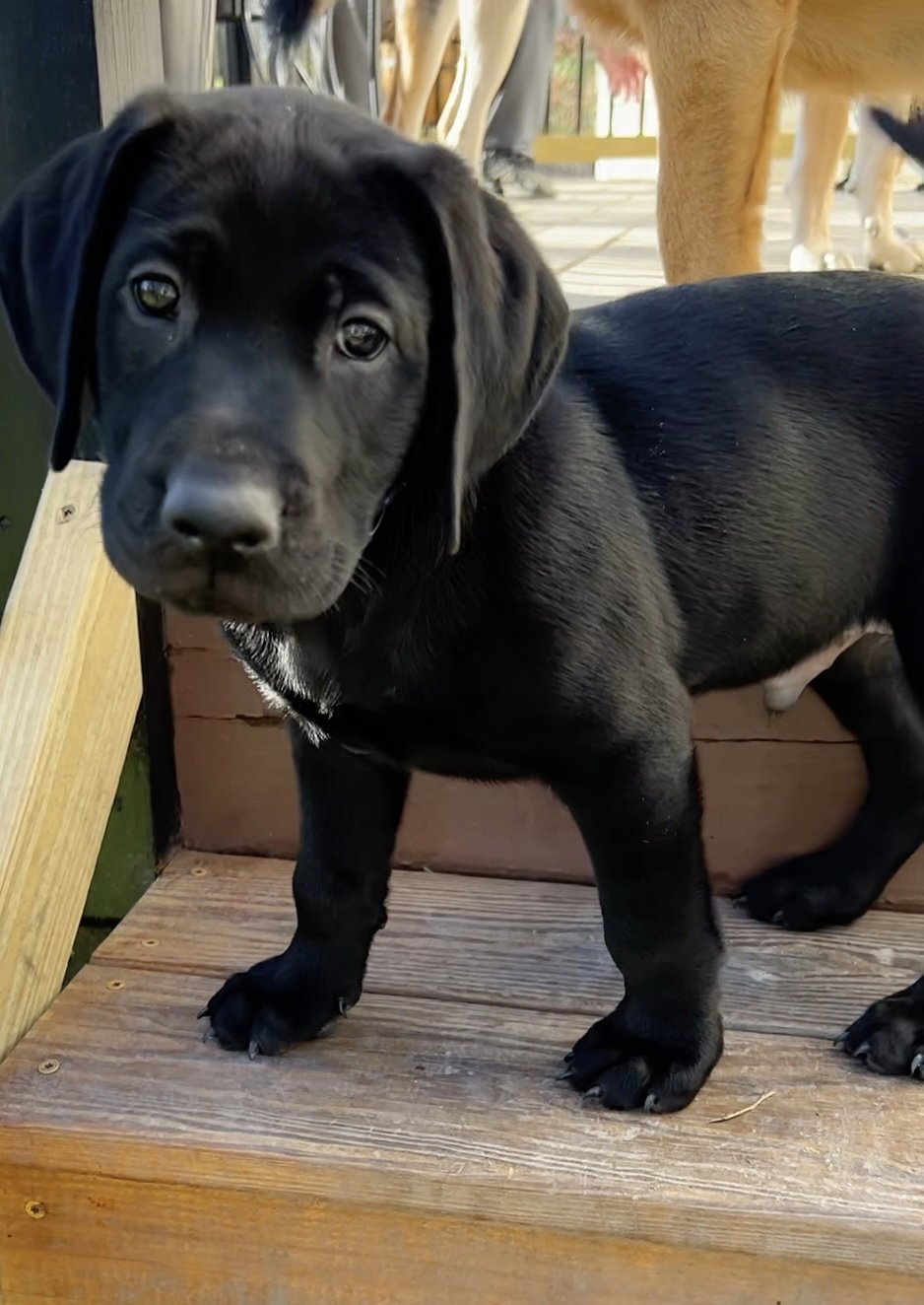 Dog for Adoption - Otto: Violet’s Pup, a Labrador Retriever in ...
