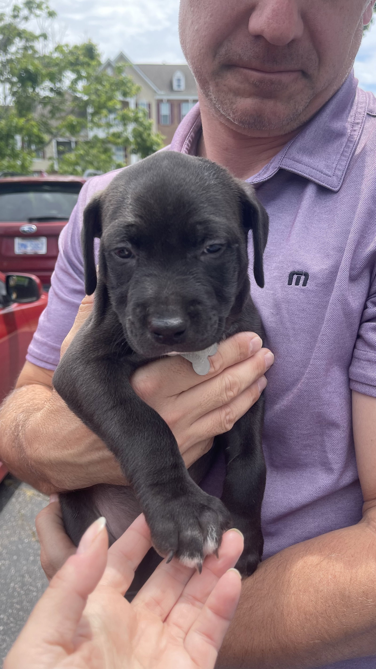 Dog for Adoption - Big Ben(d) -- National Parks Litter, a Labrador ...