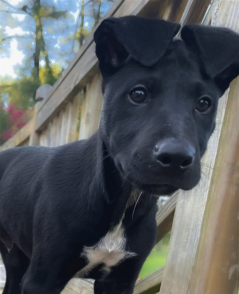 Dog for Adoption - Severide, a Labrador Retriever in Aberdeen, NC ...
