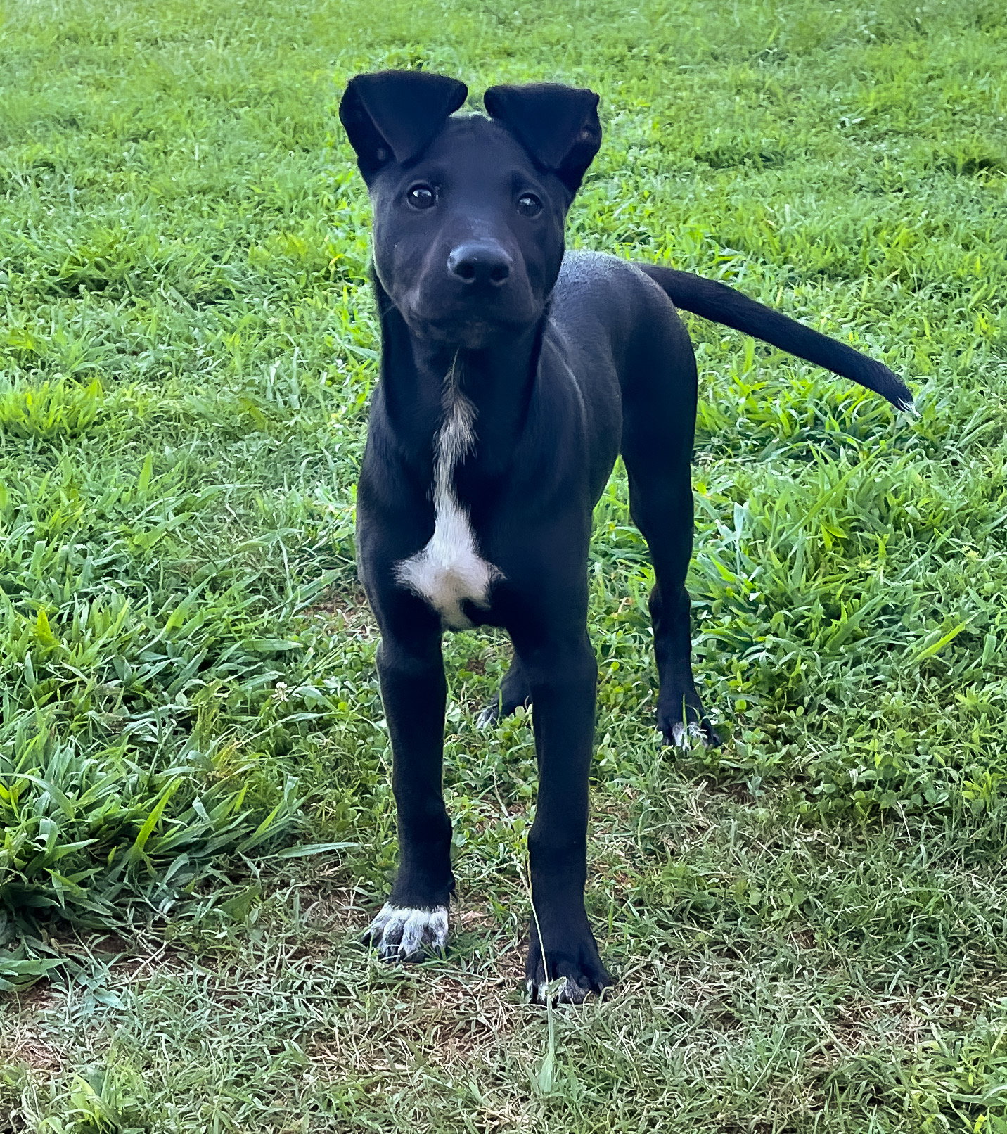 Dog for Adoption - Severide, a Labrador Retriever in Aberdeen, NC ...