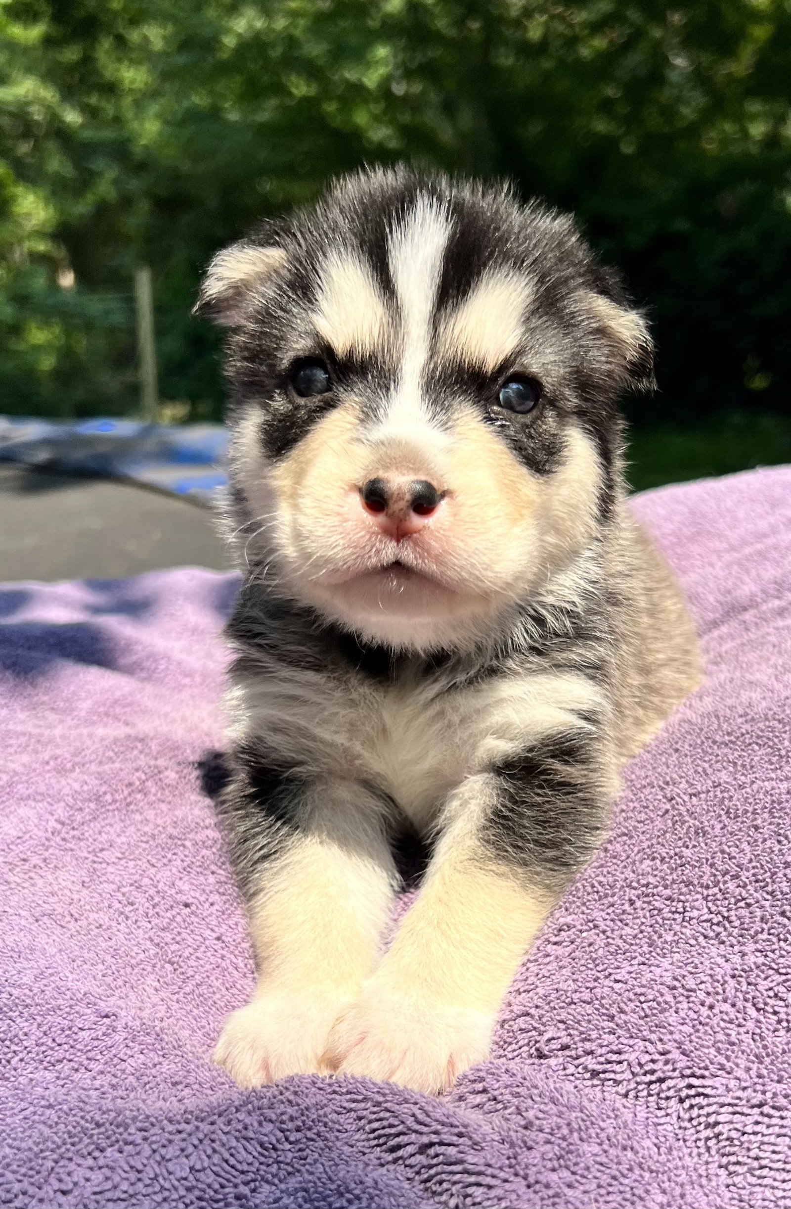 Piper #1 (Musical Husky Litter)'s Web Page