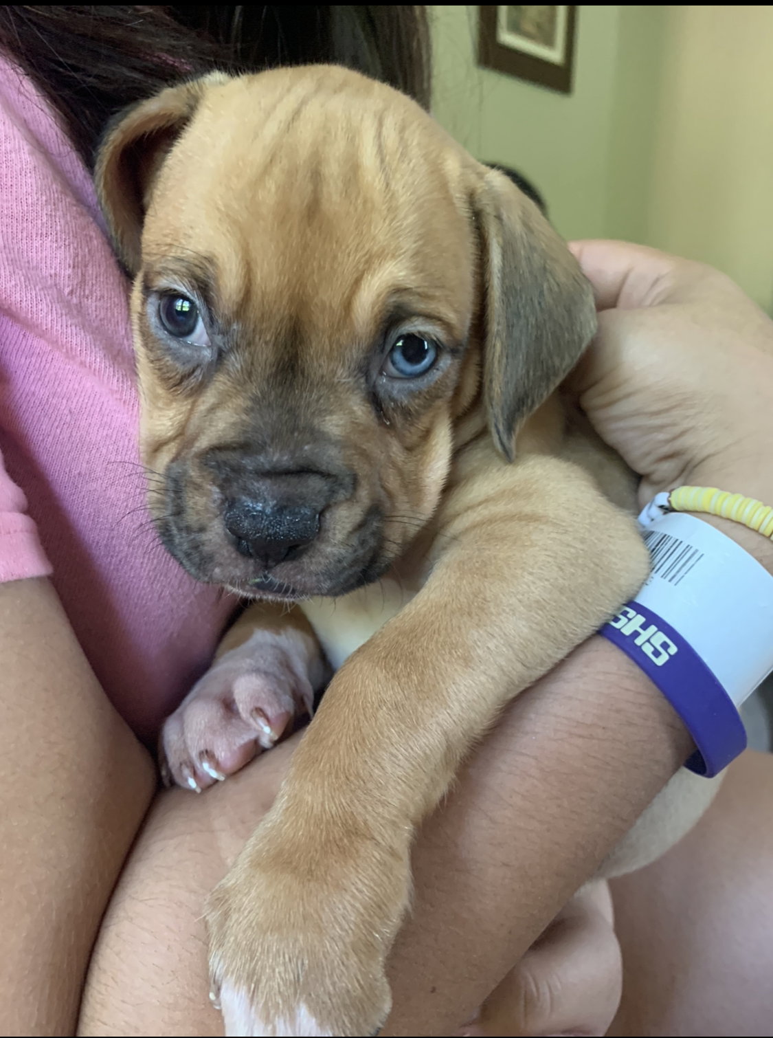Dog for Adoption - Capybara - Zoo Crew Litter, a Boxer in Smithfield ...