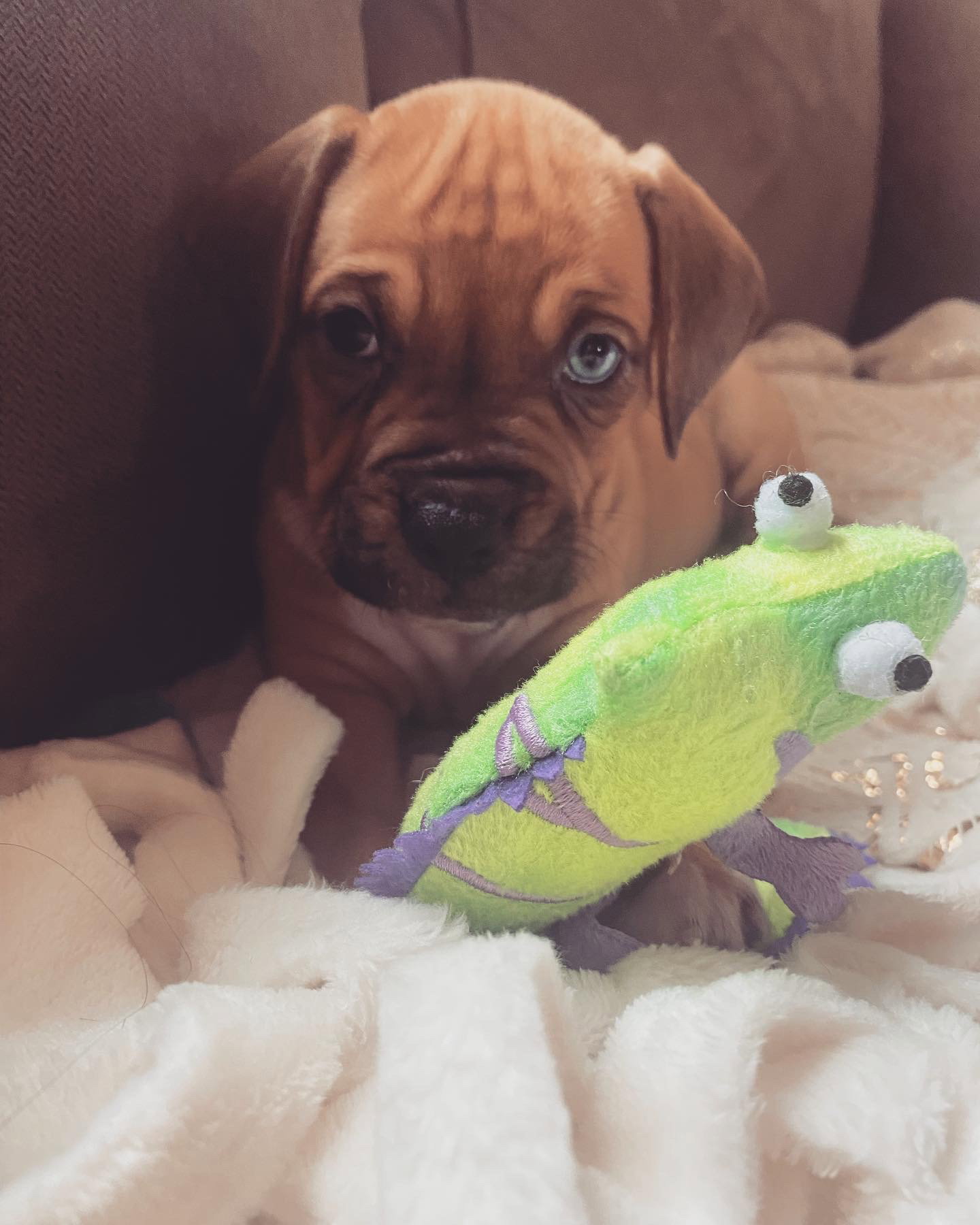 Dog for Adoption - Capybara - Zoo Crew Litter, a Boxer in Smithfield ...