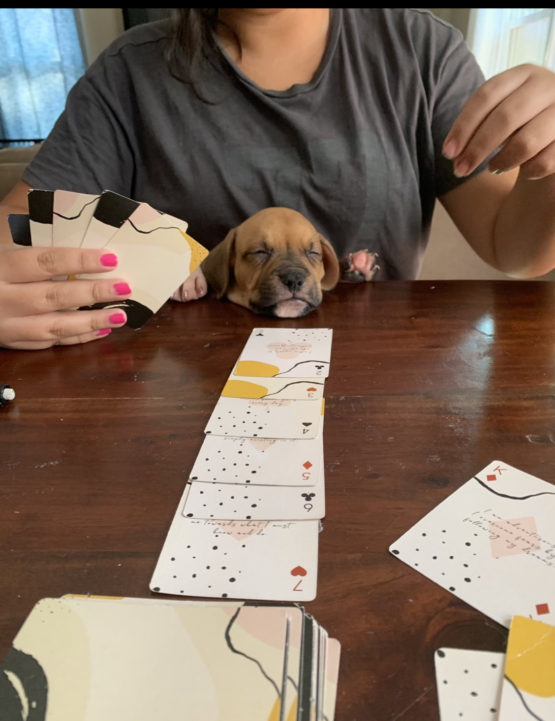 Dog for Adoption - Capybara - Zoo Crew Litter, a Boxer in Smithfield ...