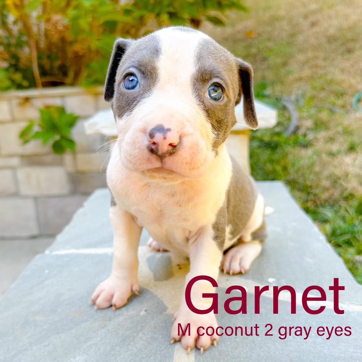 Dog for Adoption - Garnet, a Pit Bull Terrier in Wake County, NC ...