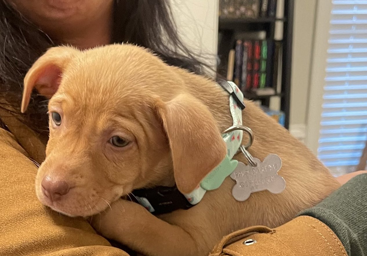 Dog for Adoption - Leland: Chippie Litter, a Chihuahua in Chatham ...
