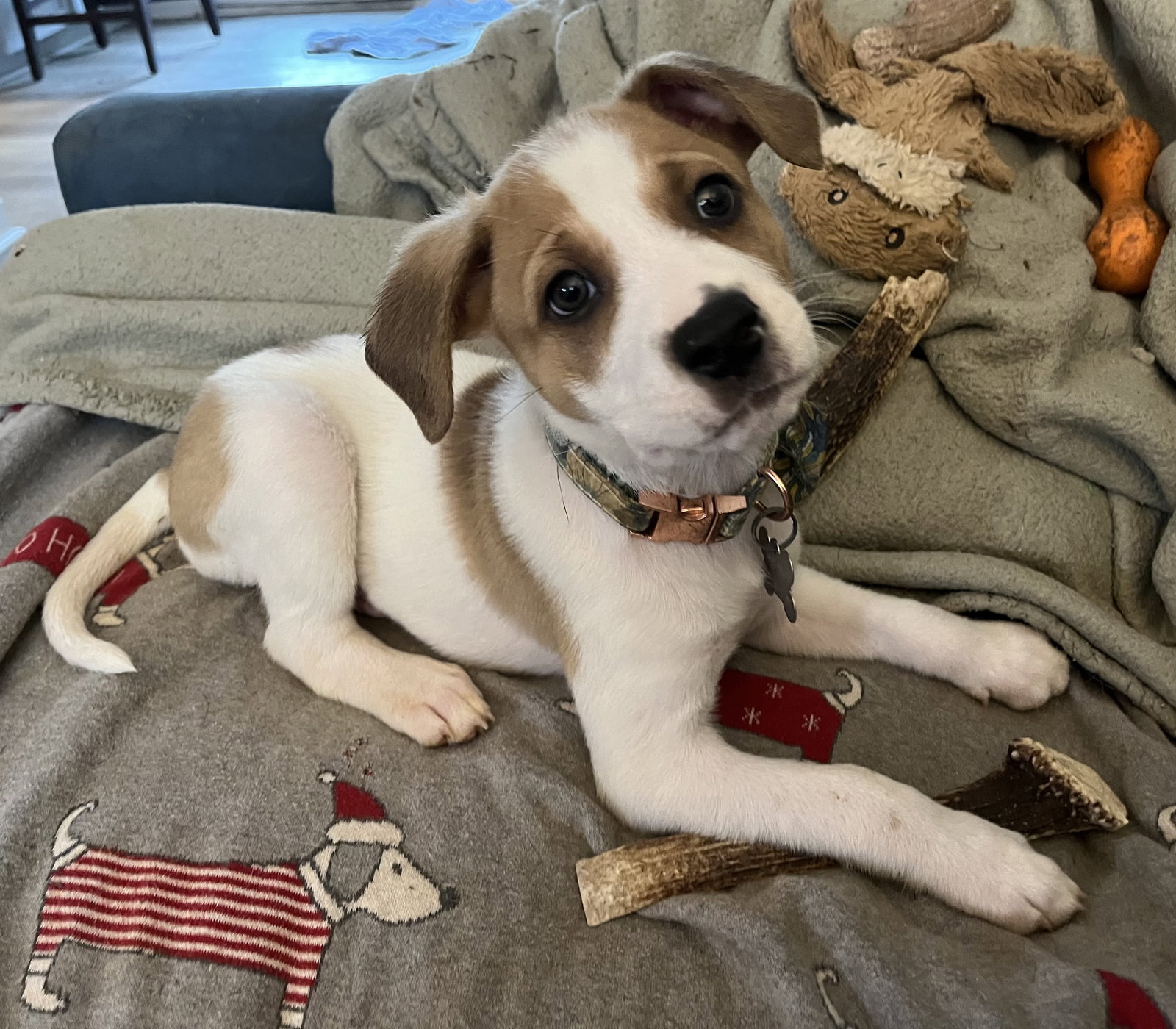 Dog for Adoption - Tennyson: Chippie Litter, a Chihuahua in Moore ...