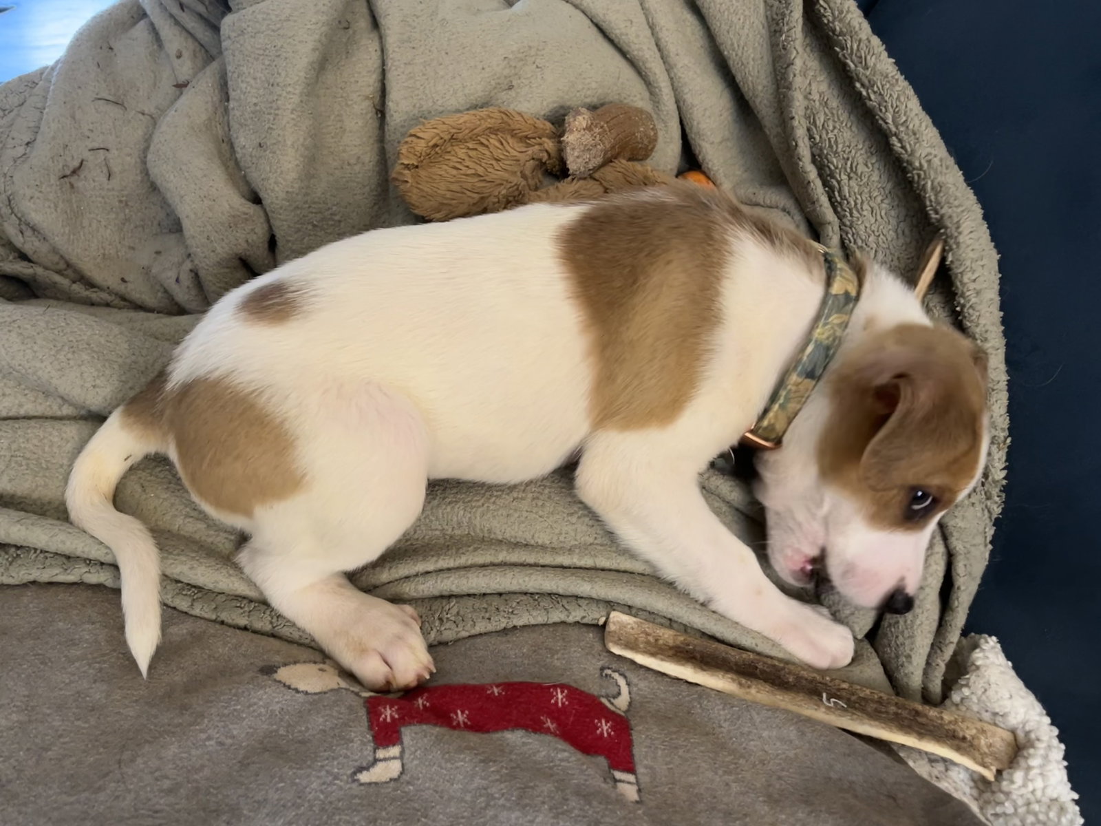 Dog for Adoption - Tennyson: Chippie Litter, a Chihuahua in Moore ...