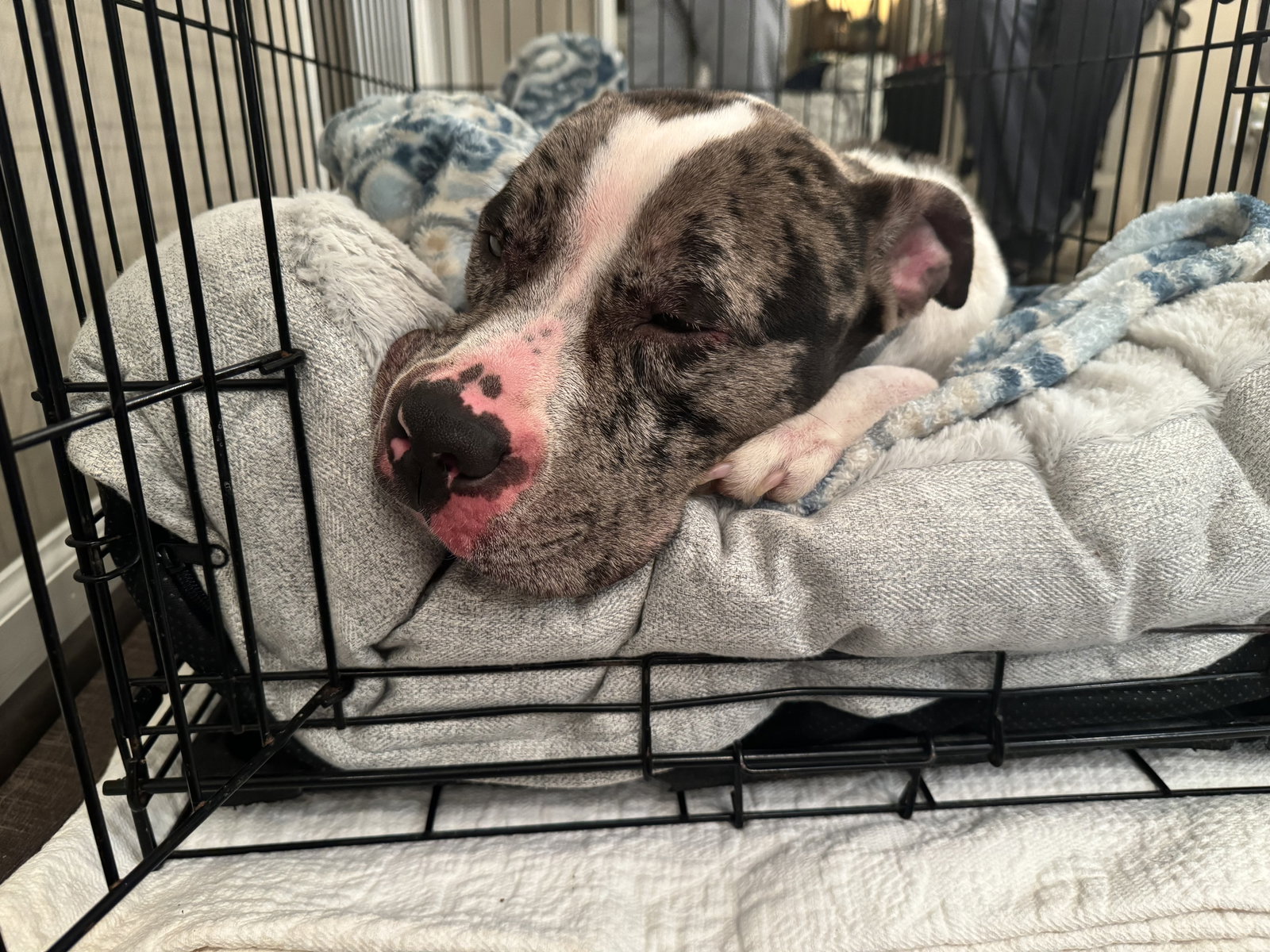 Dog for Adoption - BROOKS (Courtesy), a American Pit Bull Terrier in ...