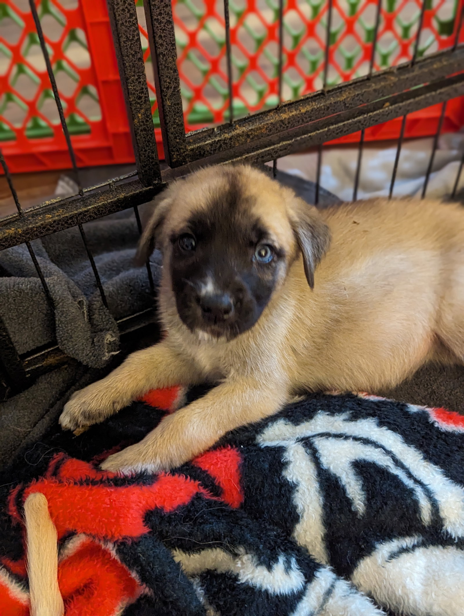 Dog for Adoption - Dew, a Shepherd in Raleigh, NC | Alpha Paw