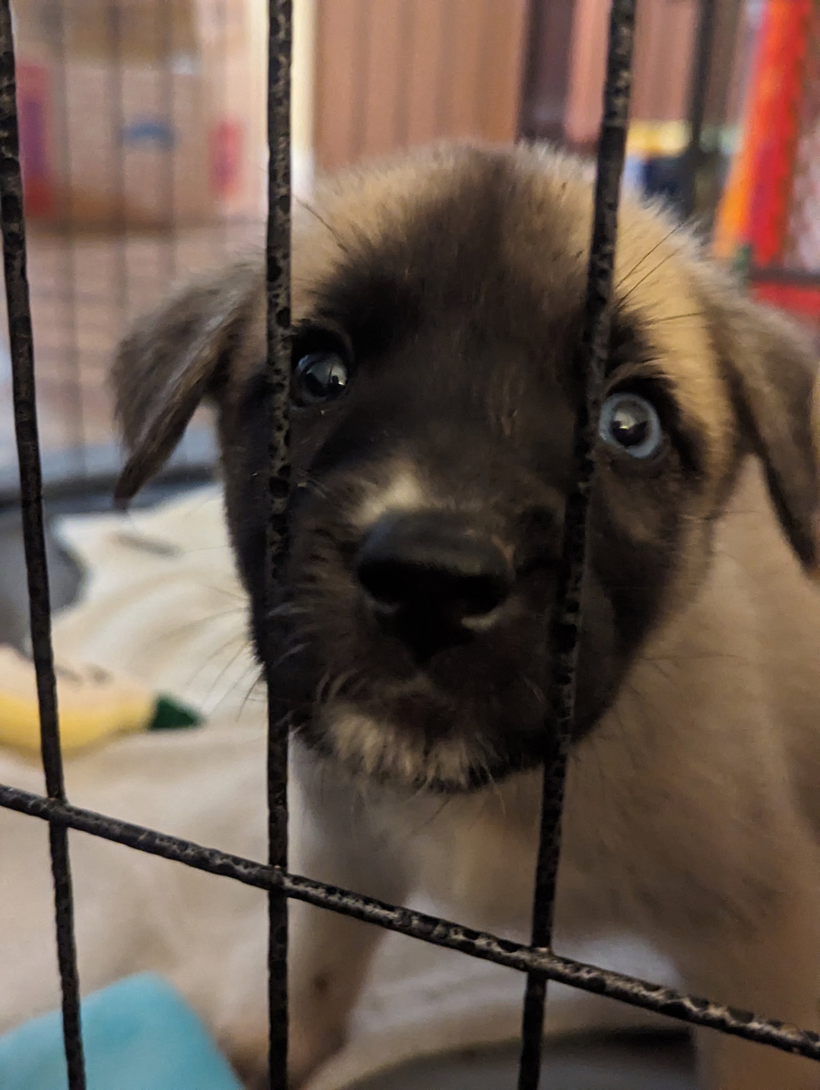 Dog for Adoption - Dew, a Shepherd in Raleigh, NC | Alpha Paw