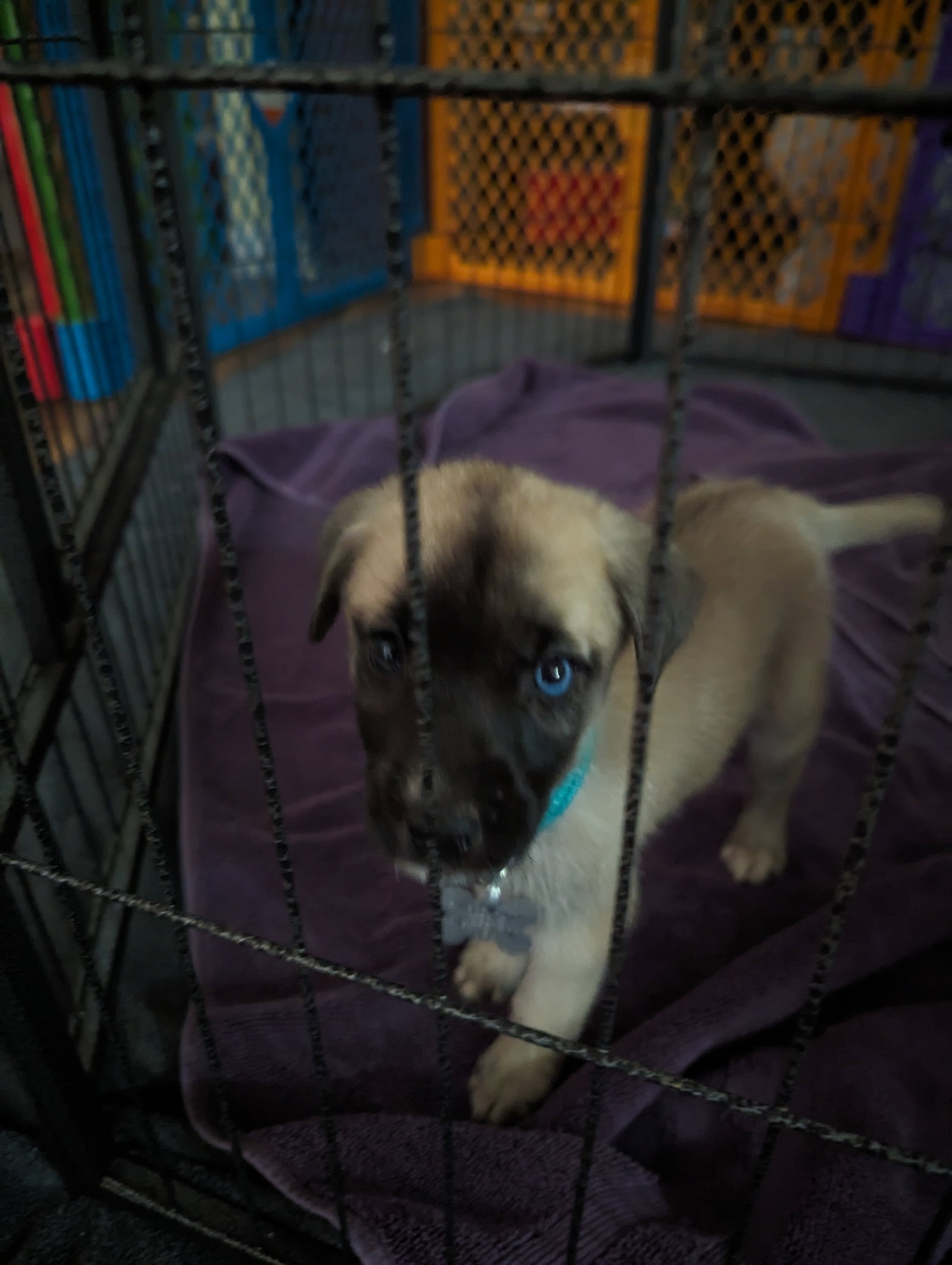 Dog for Adoption - Dew, a Shepherd in Raleigh, NC | Alpha Paw