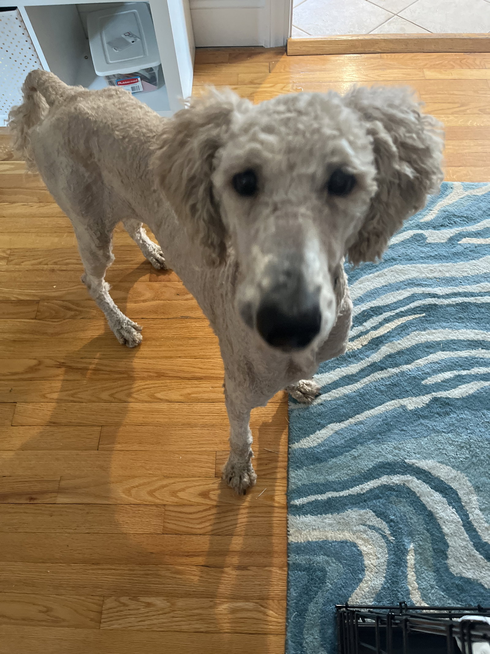 Dog for Adoption - Sunny, a Poodle (Standard) in Clayton, NC | Alpha Paw