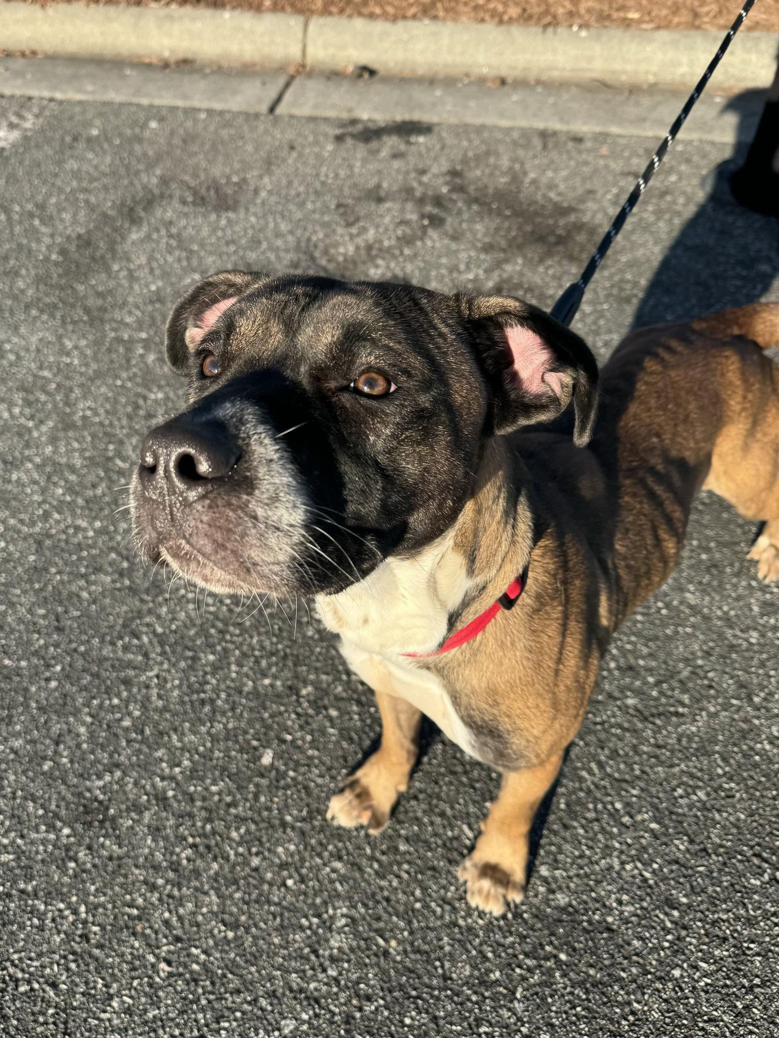 Dog for Adoption - Kobe, a Boxer in Johnston County, NC | Alpha Paw
