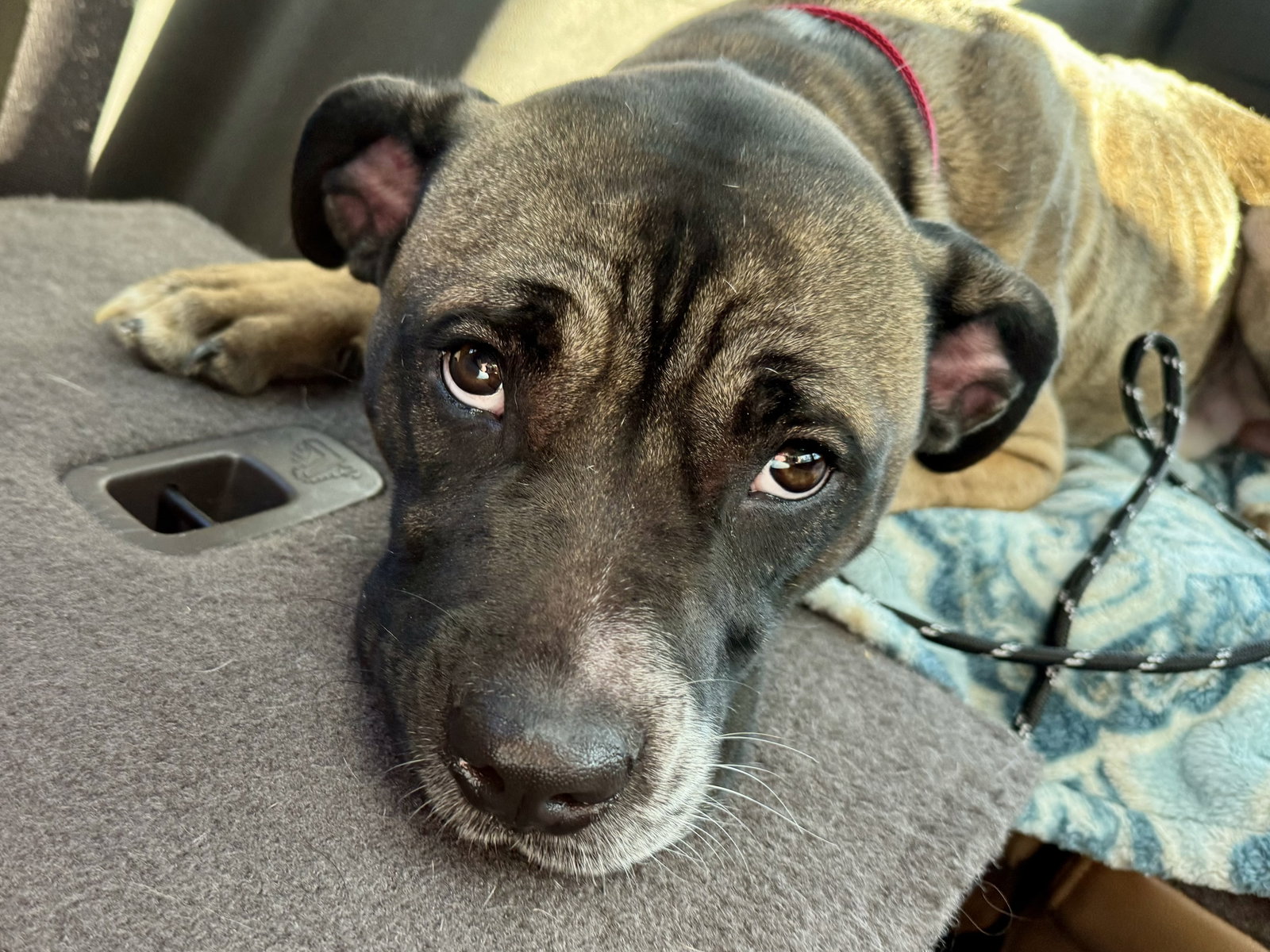 Dog for Adoption - Kobe, a Boxer in Johnston County, NC | Alpha Paw