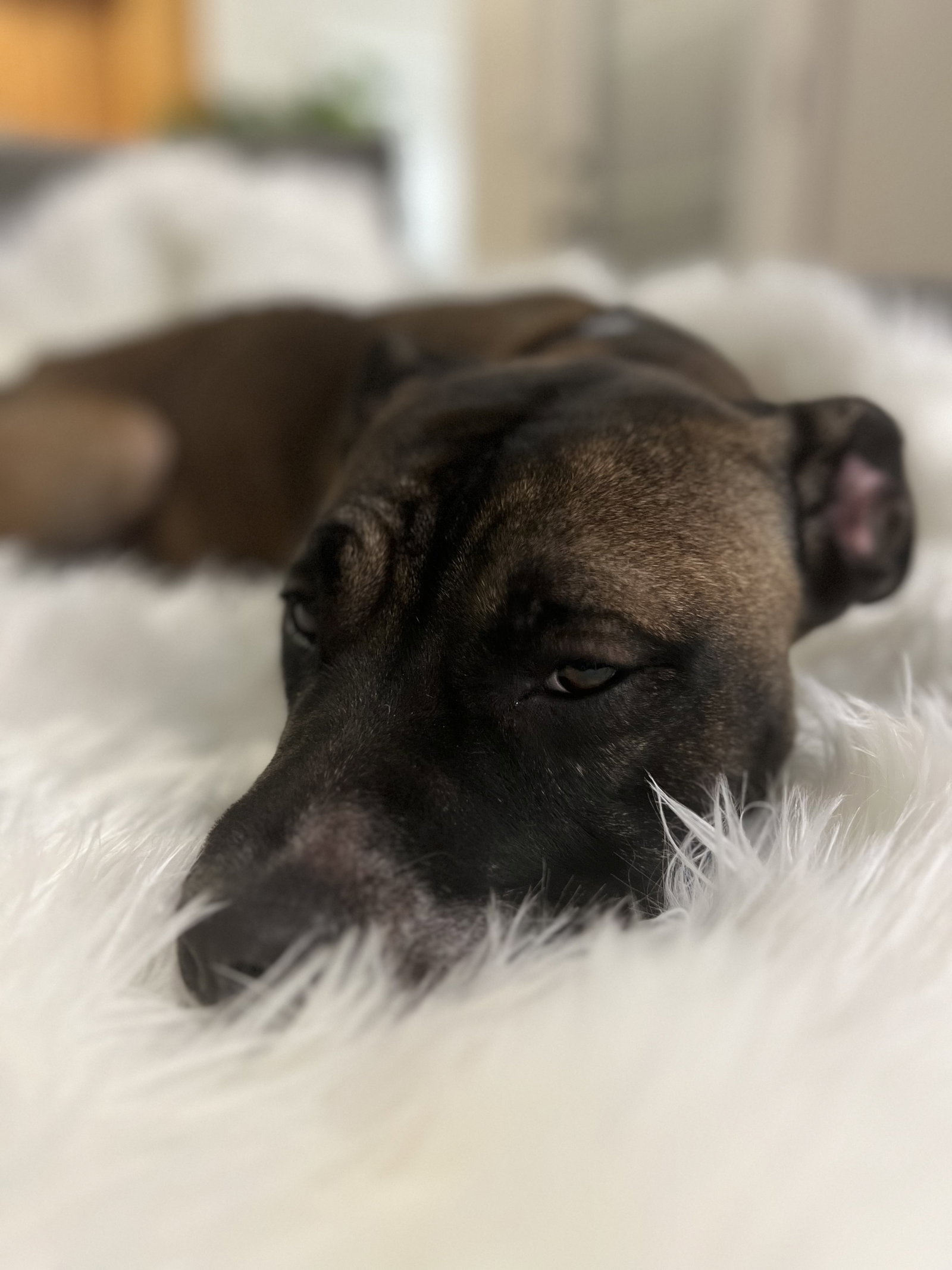 Dog for Adoption - Kobe, a Boxer in Johnston County, NC | Alpha Paw