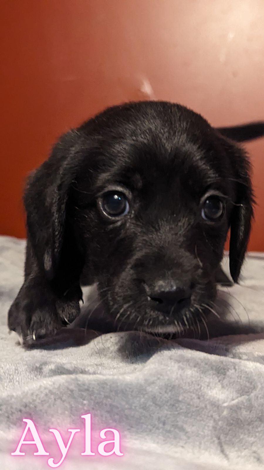 Ayla - Change Litter's Web Page