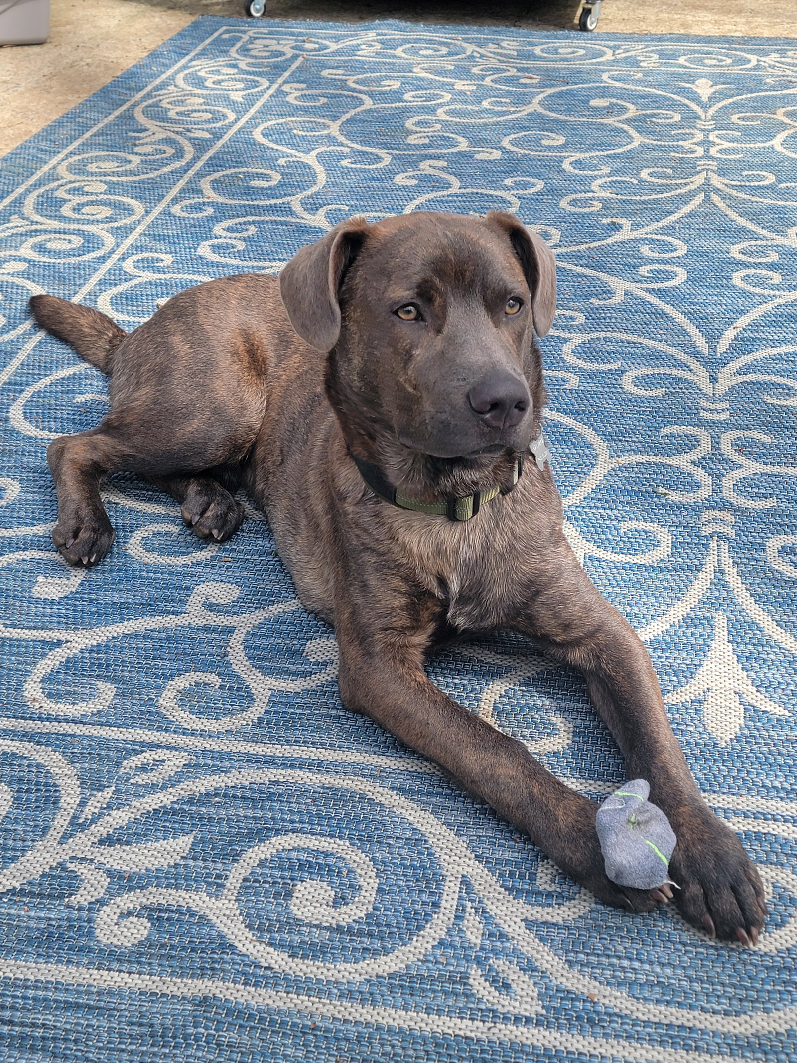 Dog for Adoption - Jake, a Labrador Retriever in Seven Lakes, NC ...