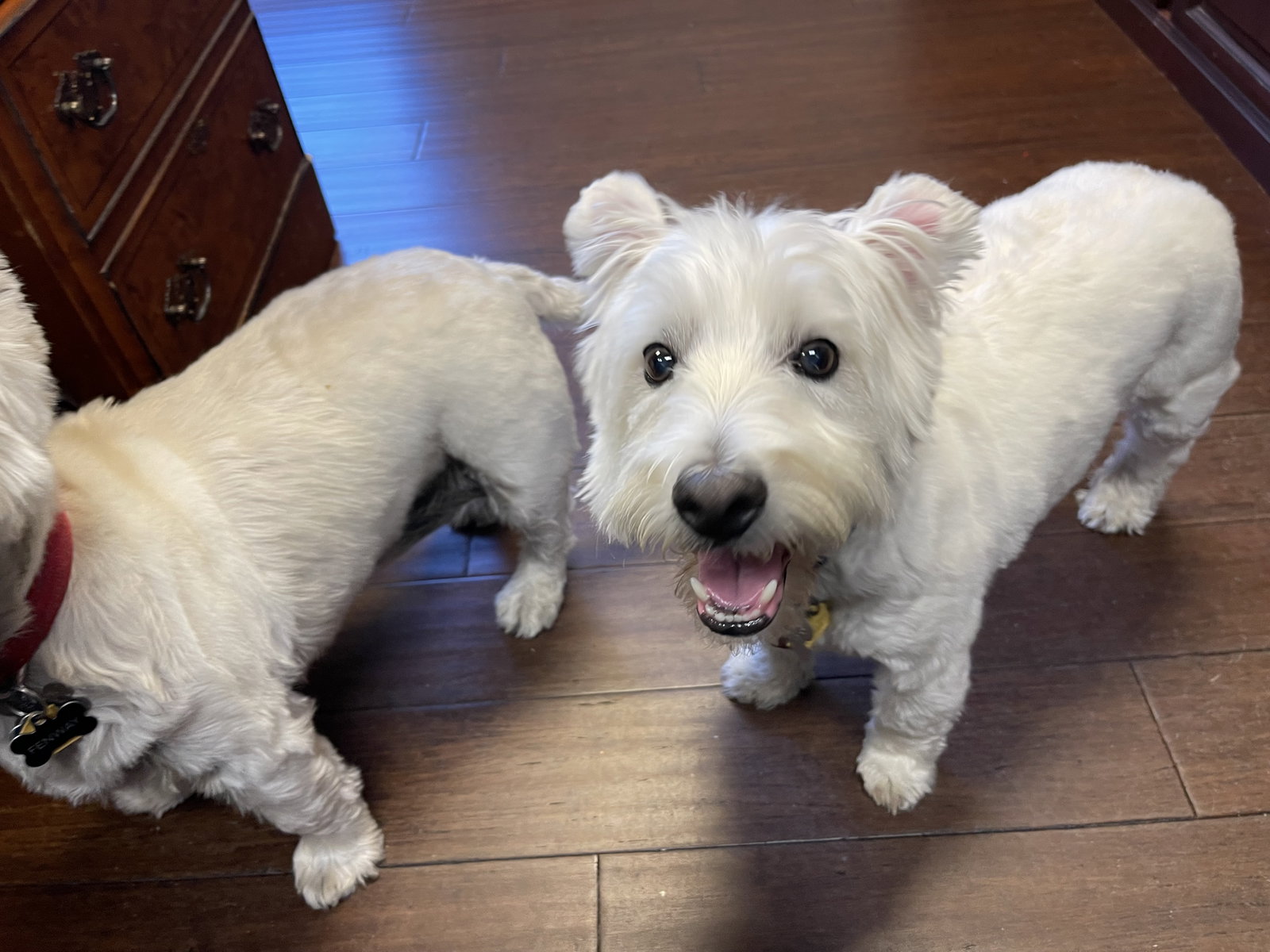 Dog for Adoption - Beau, a West Highland White Terrier Westie in Fuquay ...
