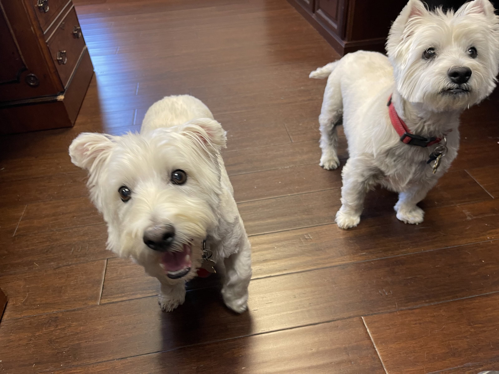 Dog for Adoption - Beau, a West Highland White Terrier Westie in Fuquay ...