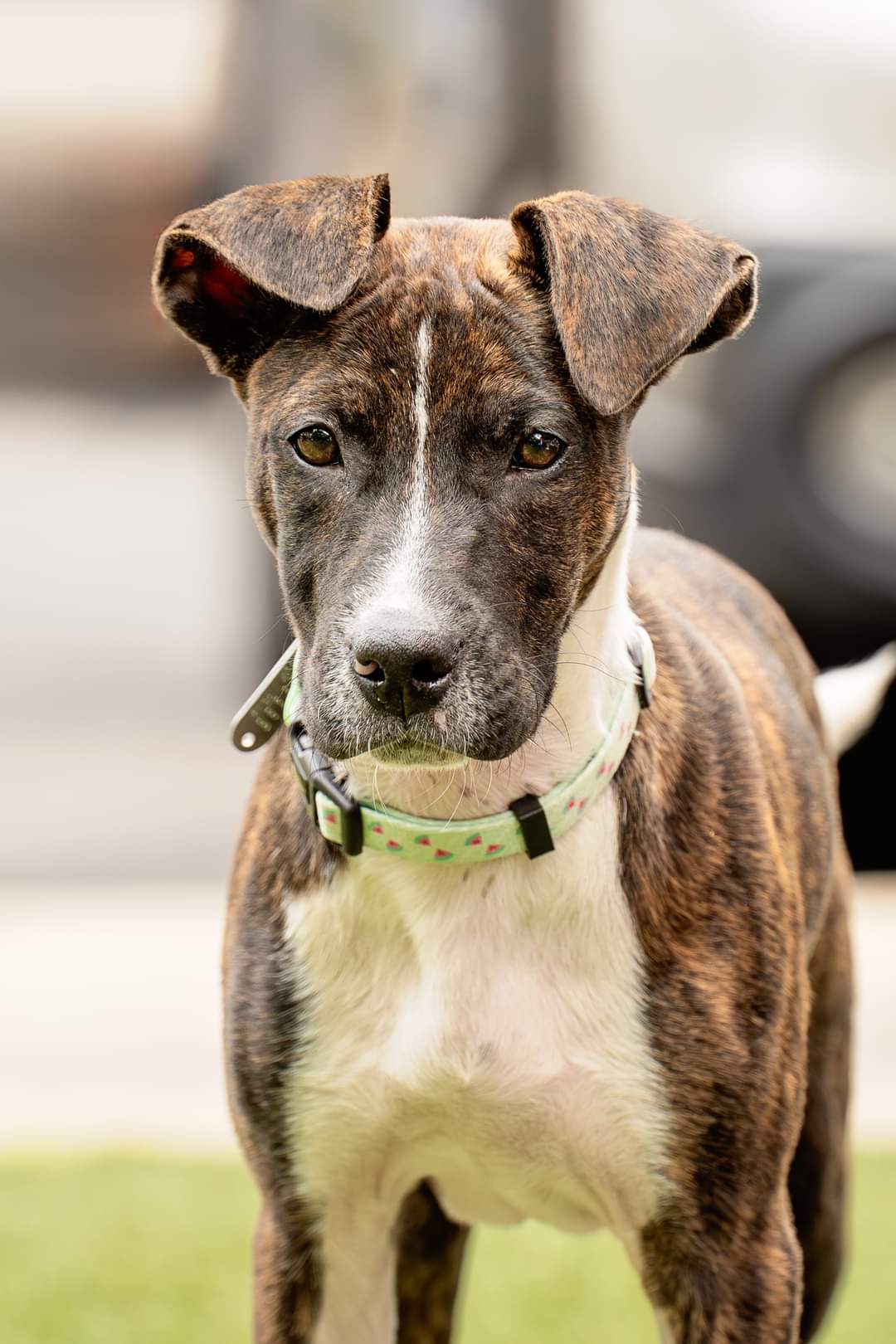 Dog for Adoption - Acadia: National Parks 2024 litter, a Hound in ...