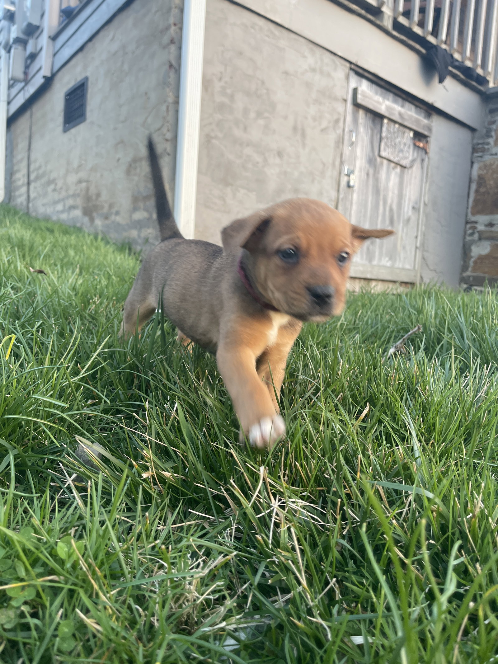 Dog for Adoption - Bryce: National Parks 2024 litter, a Hound in Garner ...