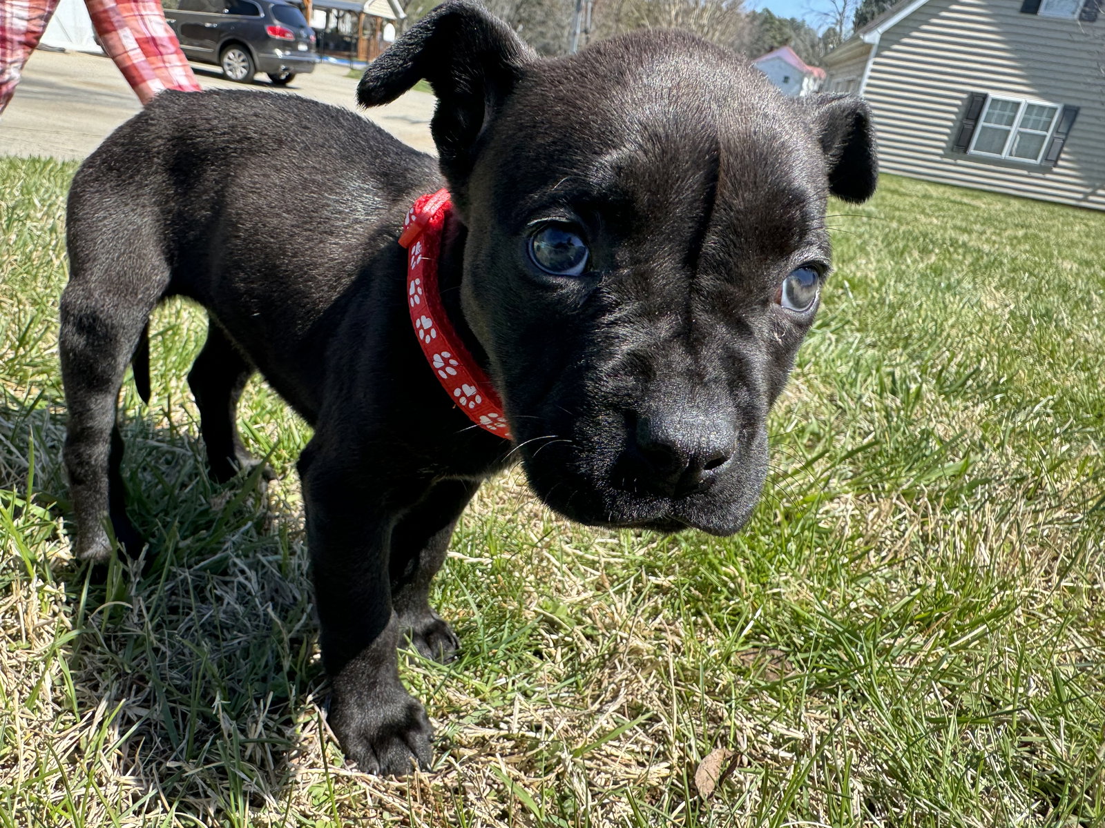 Dog for Adoption - ANNIE, a American Staffordshire Terrier in Johnston County, NC | Alpha Paw
