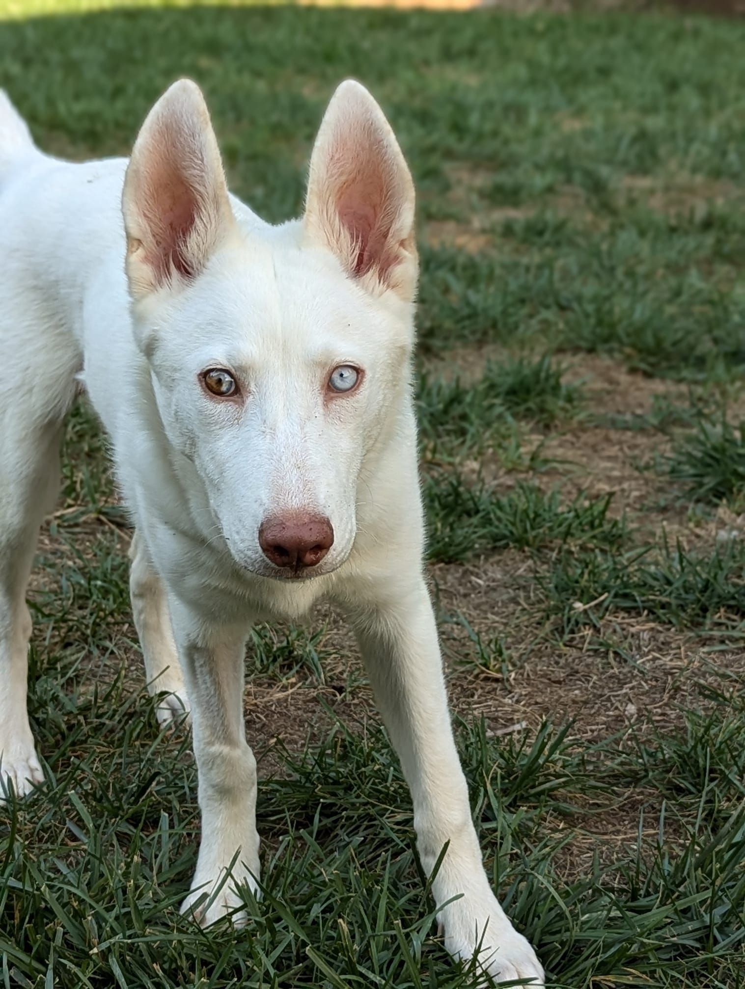 Dog for Adoption - Brie, a Siberian Husky in Wendell, NC | Alpha Paw