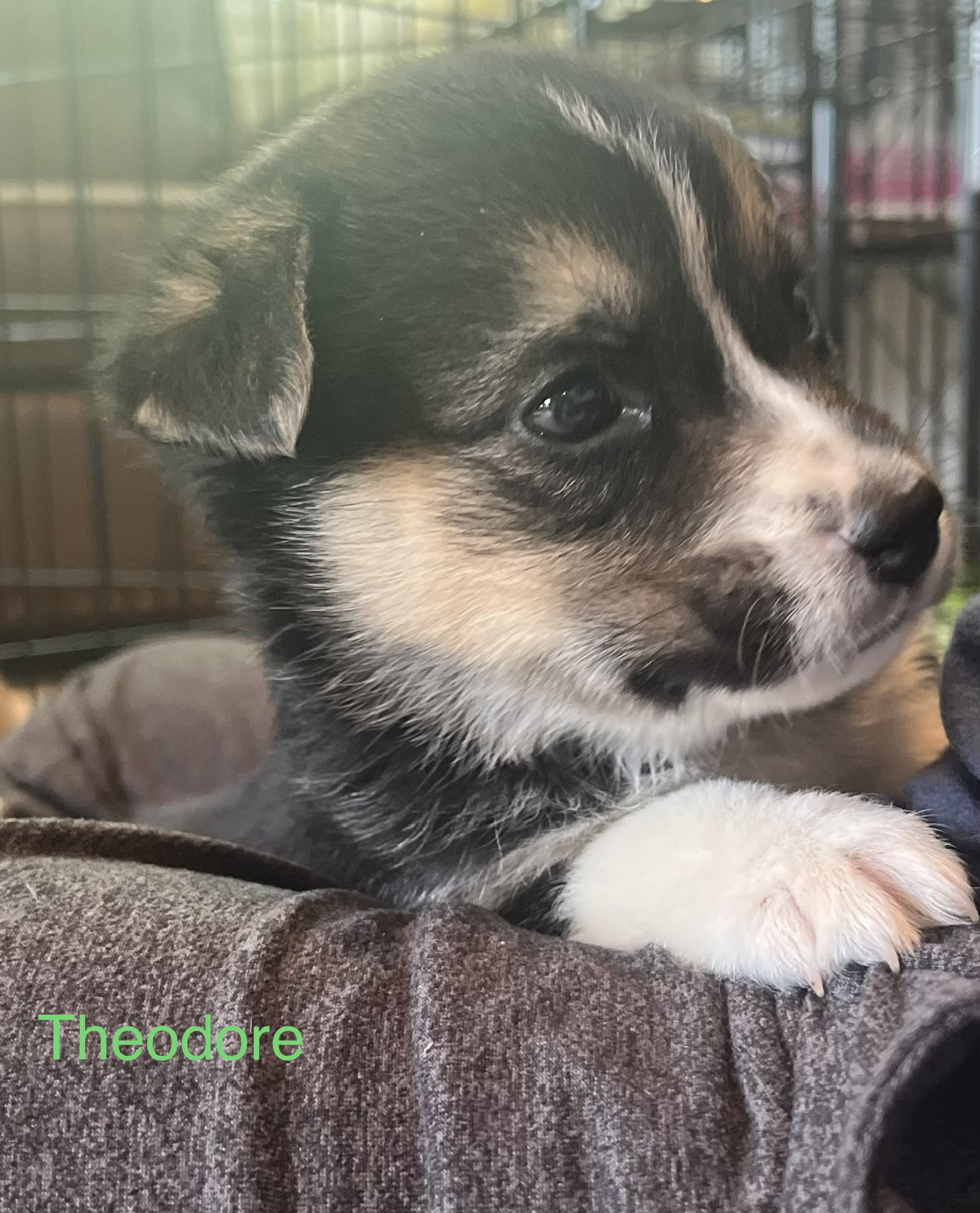 Theodore's Web Page