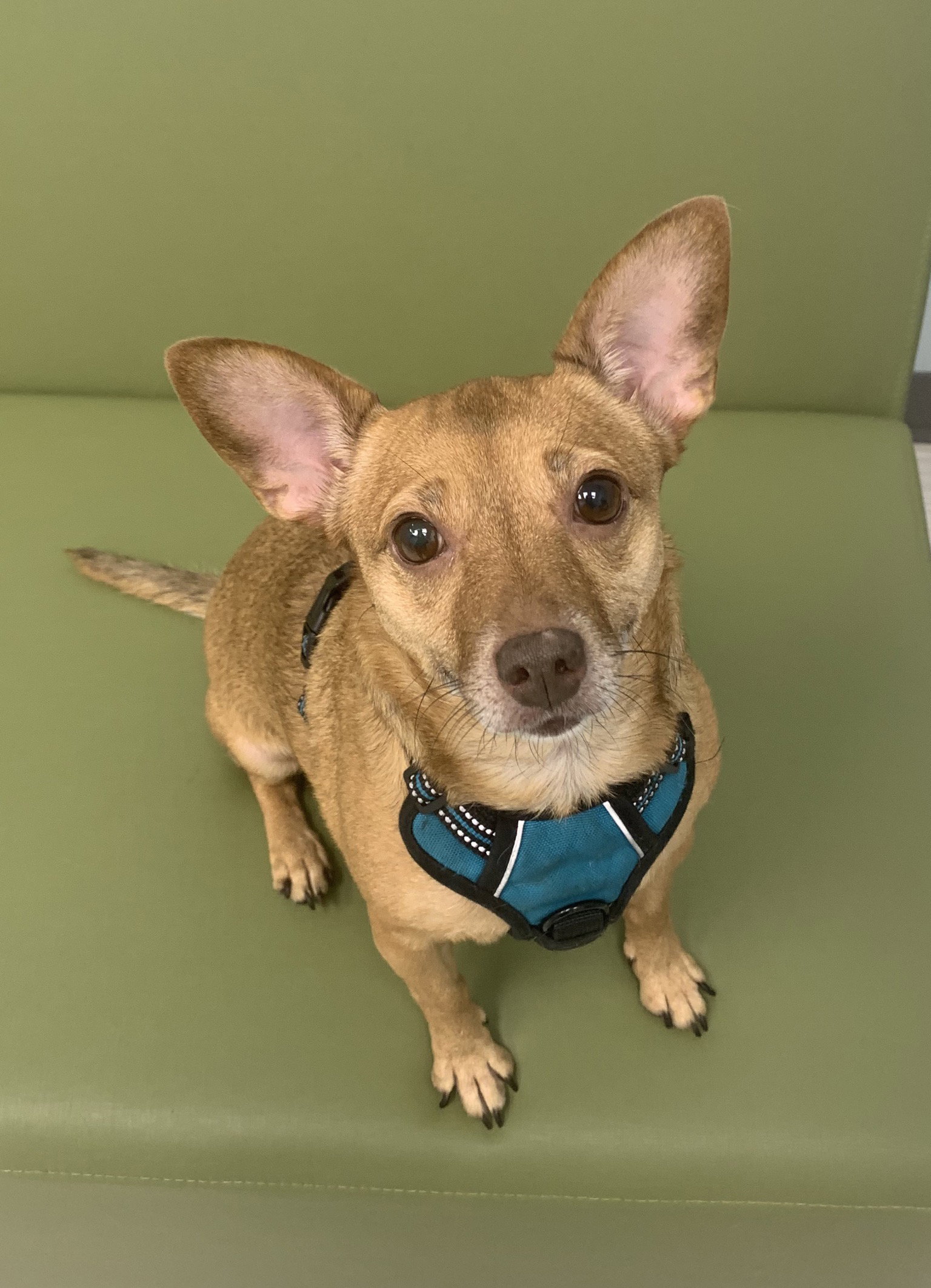 Bambi [bonded to Sheba]'s Web Page