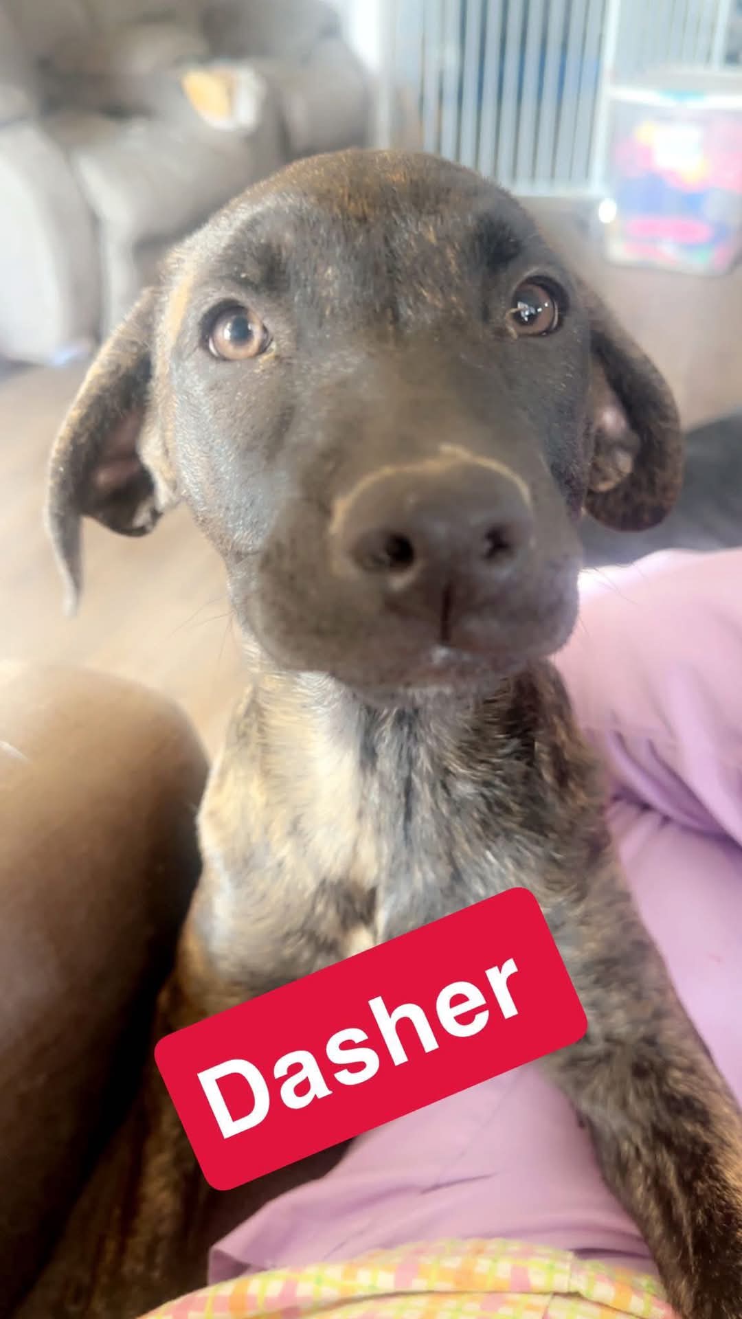 Dasher's Web Page