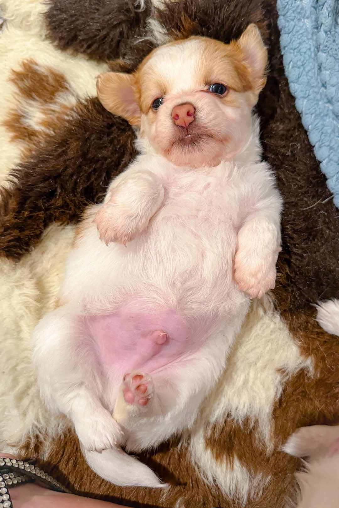 Prince Piggles' Web Page