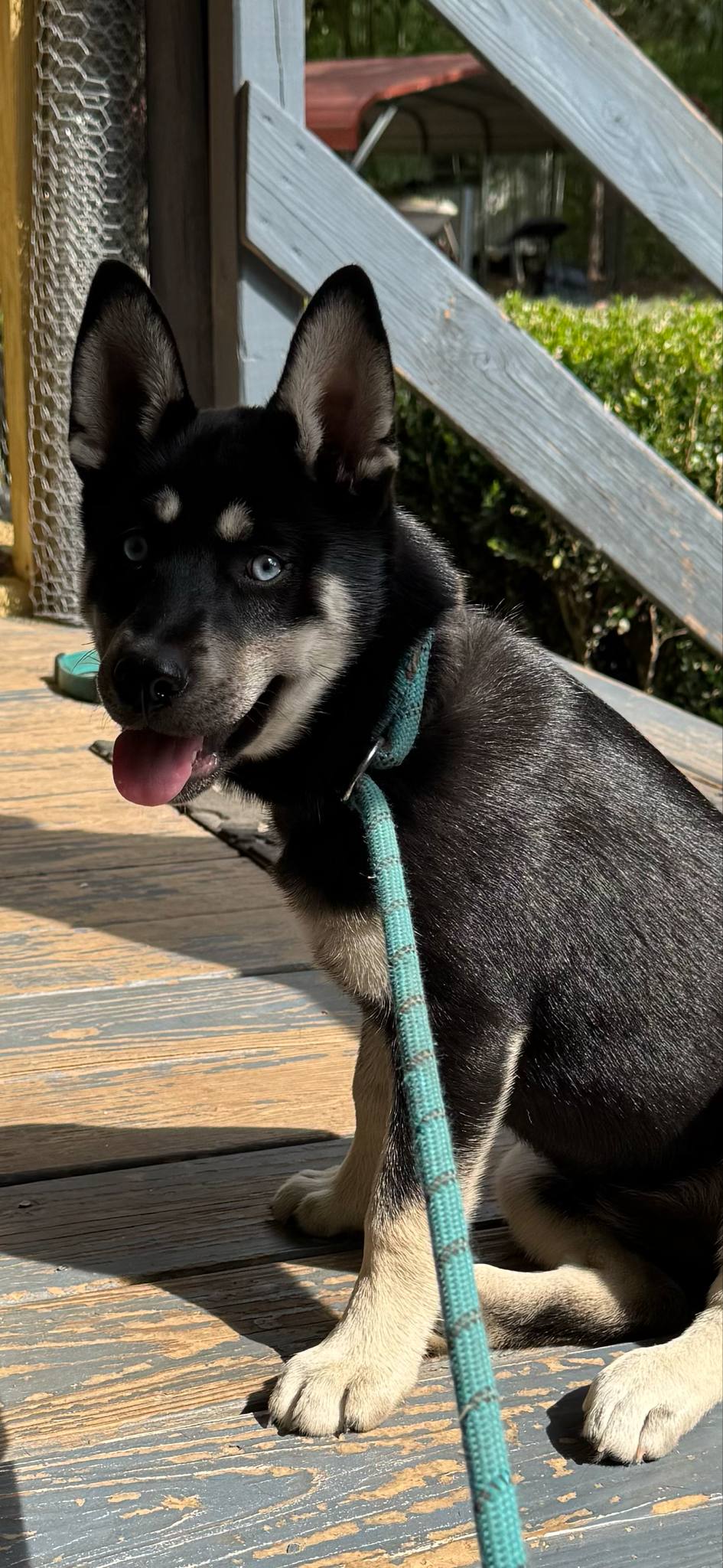 Dog for Adoption - Katherine, a Siberian Husky in Spring Lake, NC | Alpha Paw