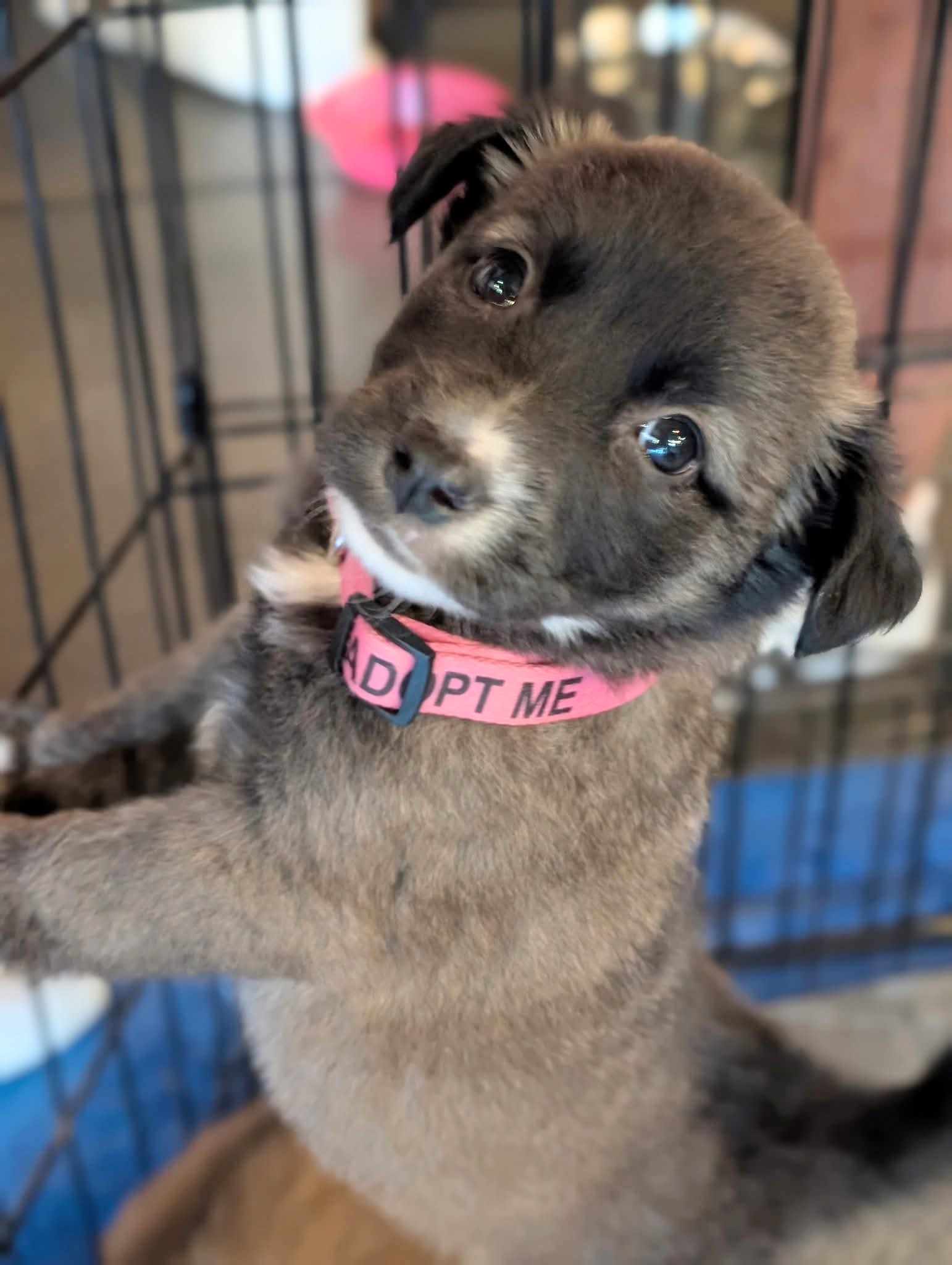 Wanda (Marvel Litter)'s Web Page