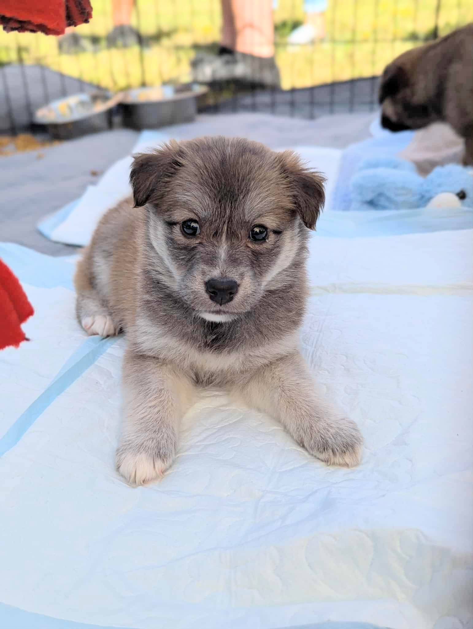 Nebula (Marvel Litter)'s Web Page