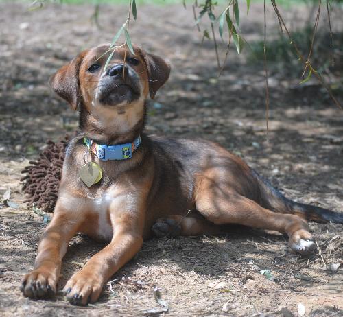 Ginger's Web Page