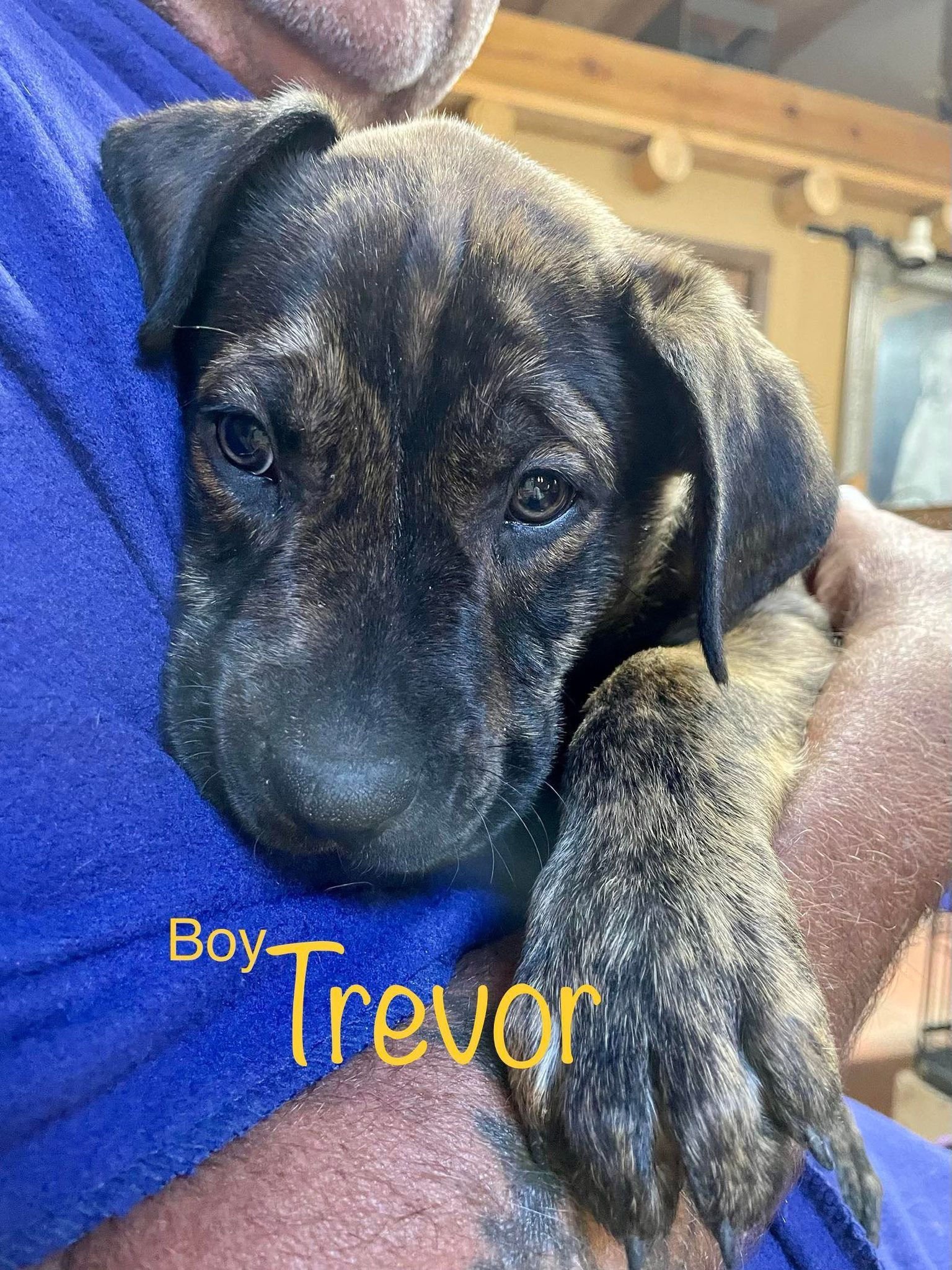 Dog for Adoption - Trevor, a Mastiff in White Bear Lake, MN | Alpha Paw