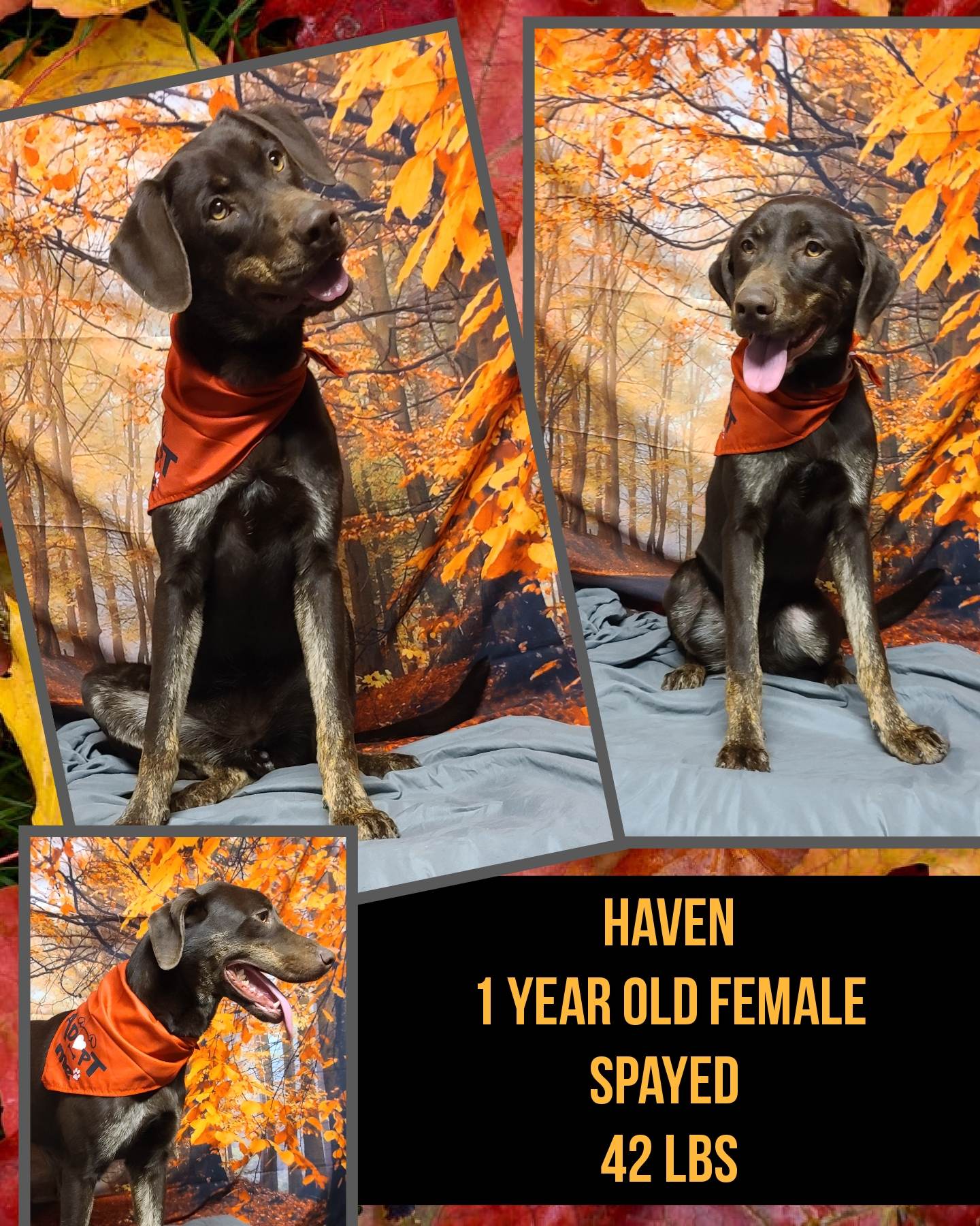 Dog for Adoption - Haven, a German Shorthaired Pointer in Roseville, MN ...