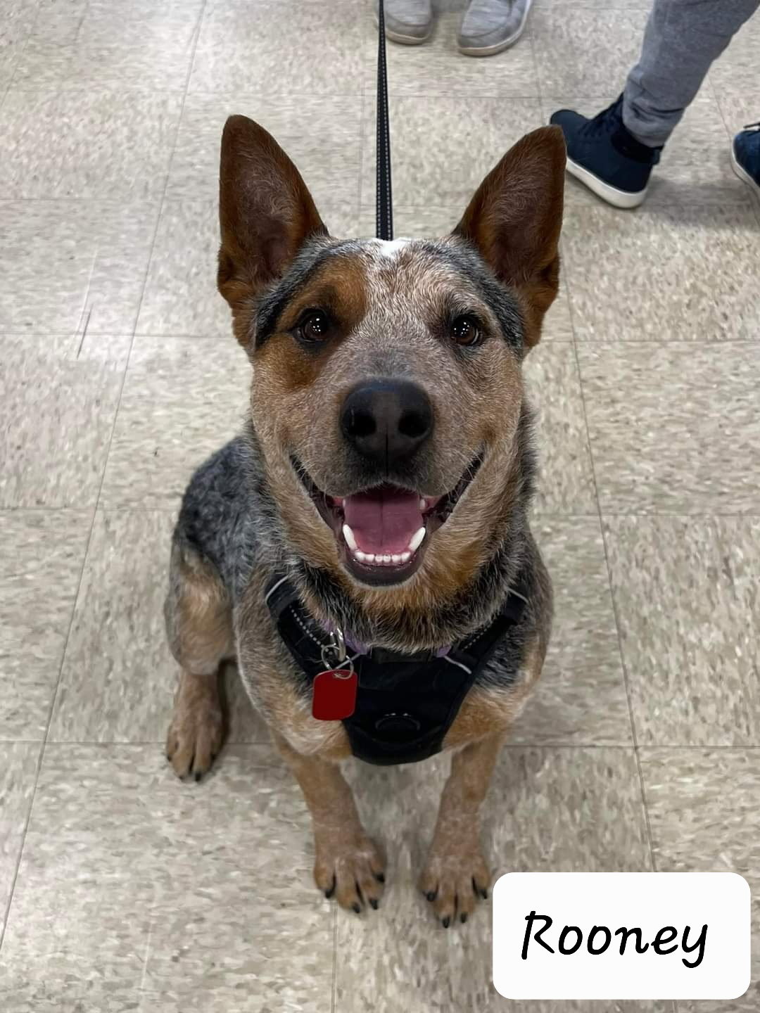 Dog for Adoption - Rooney, a Australian Cattle Dog/Blue Heeler in Le ...