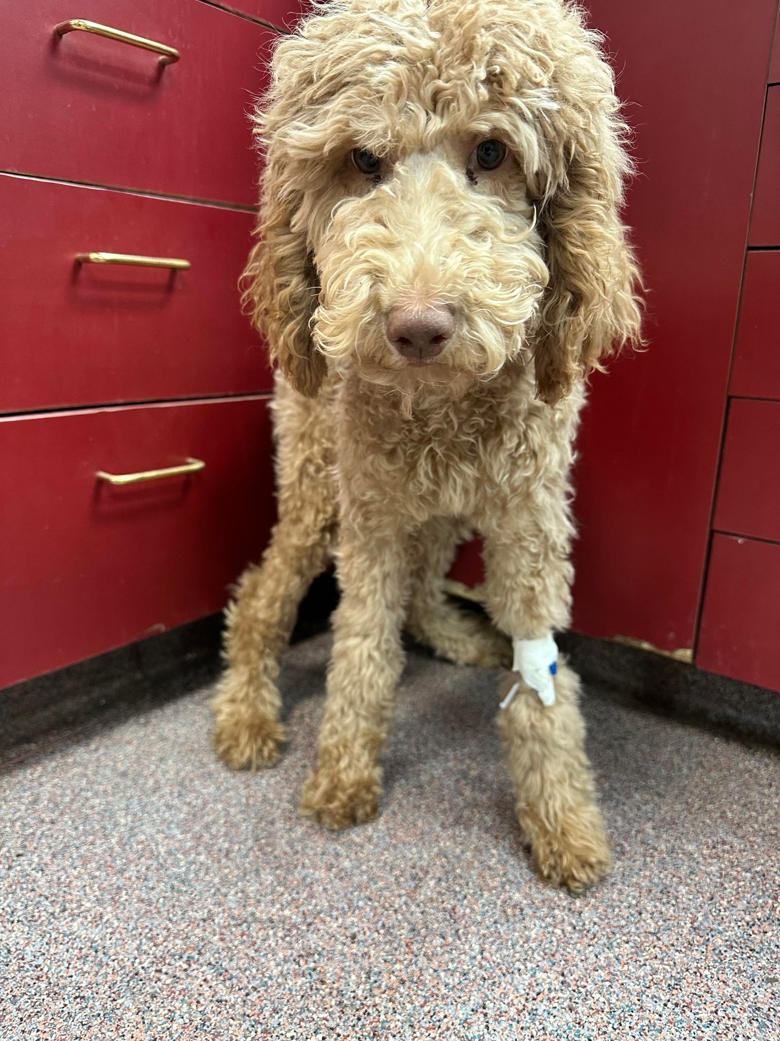 Dog for Adoption - Calla, a Poodle (Standard) in White Bear Lake, MN ...