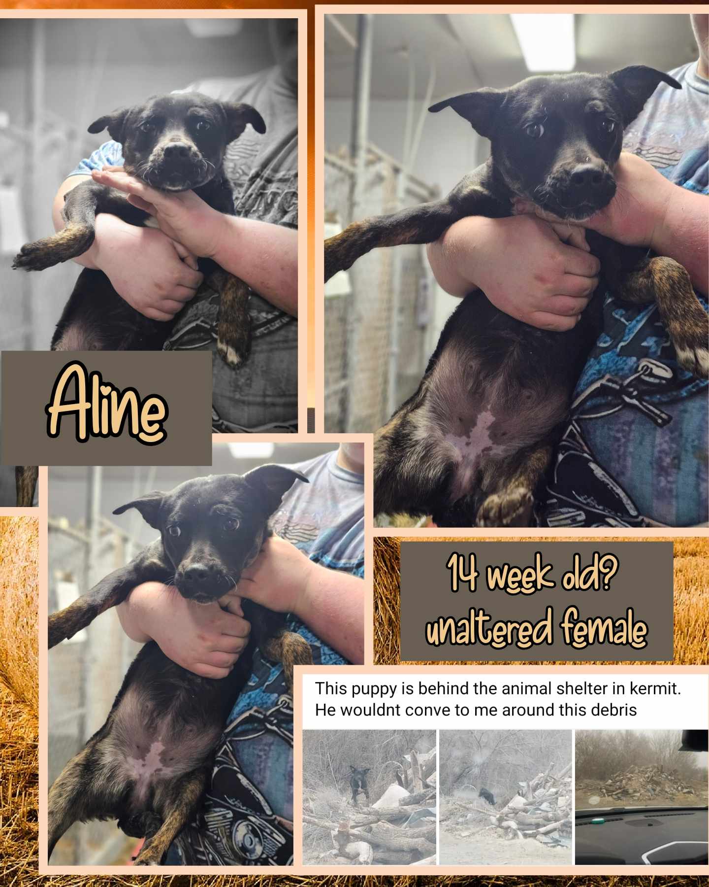 Aline's Web Page