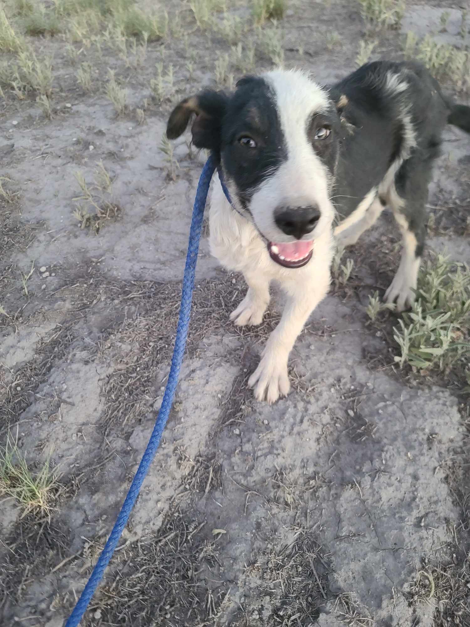 Dog for Adoption - Abbott, a Border Collie in Anoka County, MN | Alpha Paw