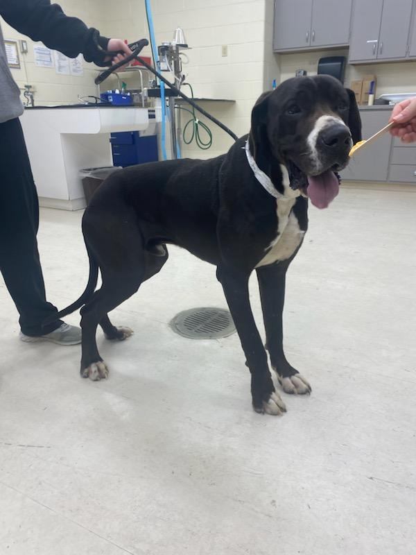 Dog for Adoption - Samson, a Great Dane in Rowan County, KY | Alpha Paw