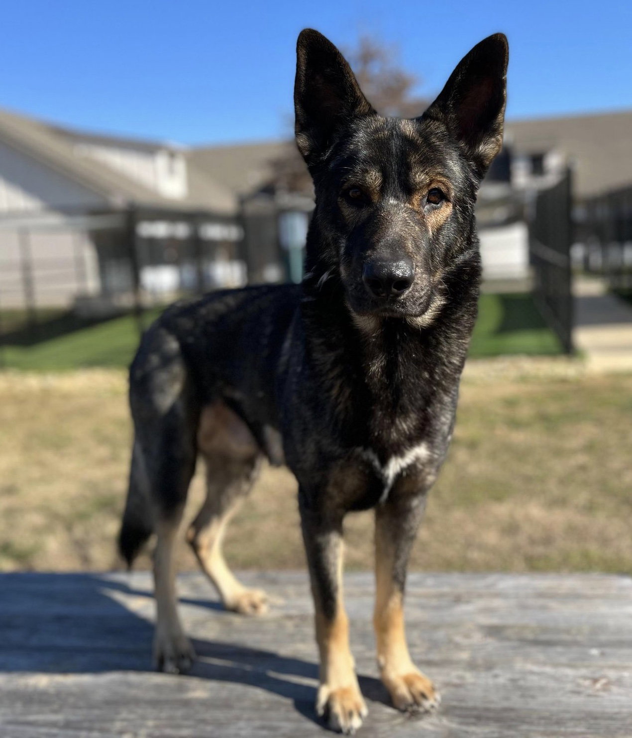 Dog for Adoption - Kodiak, a German Shepherd Dog in Clinton, NC | Alpha Paw